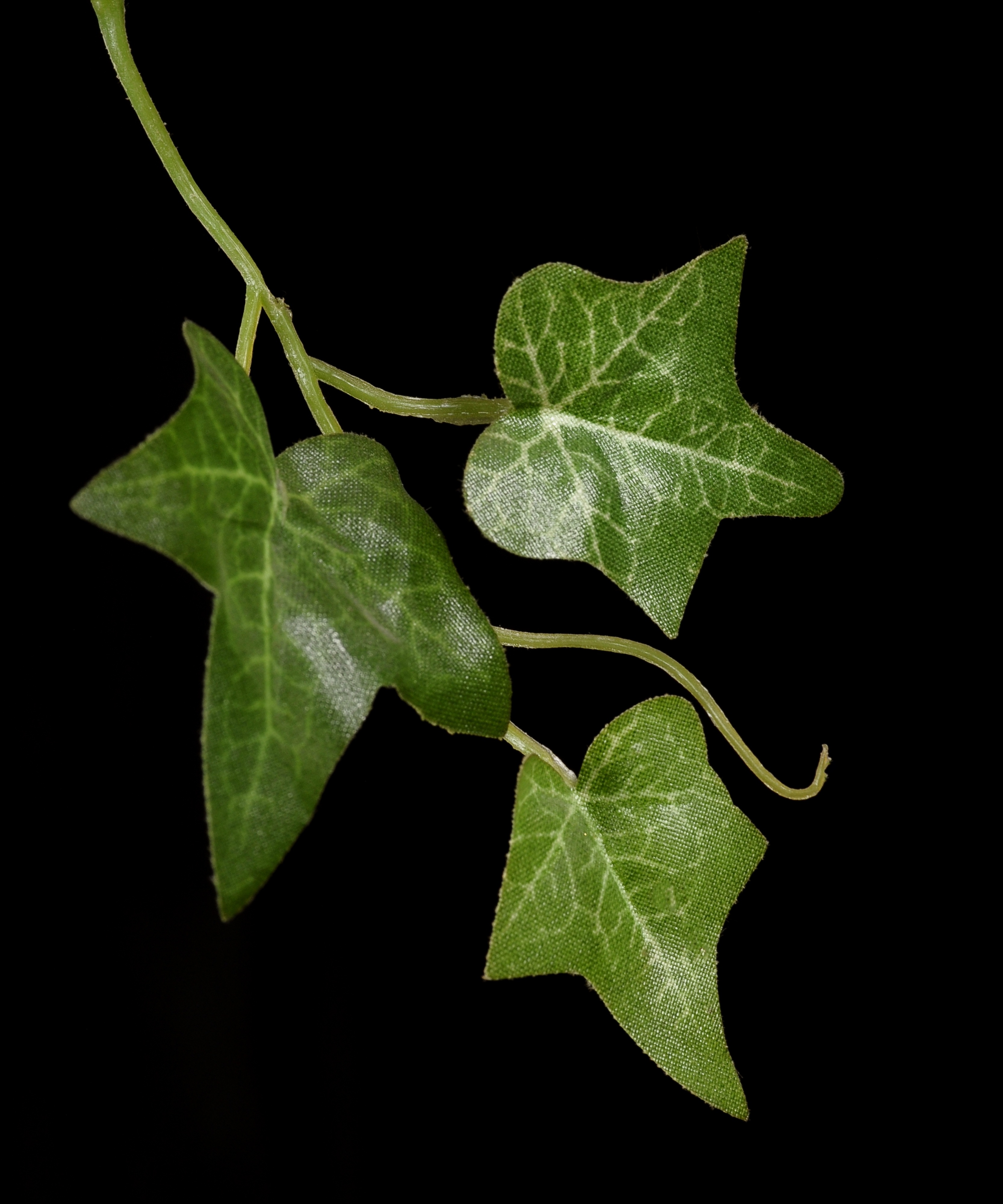 Ivy Climber Plant free image download