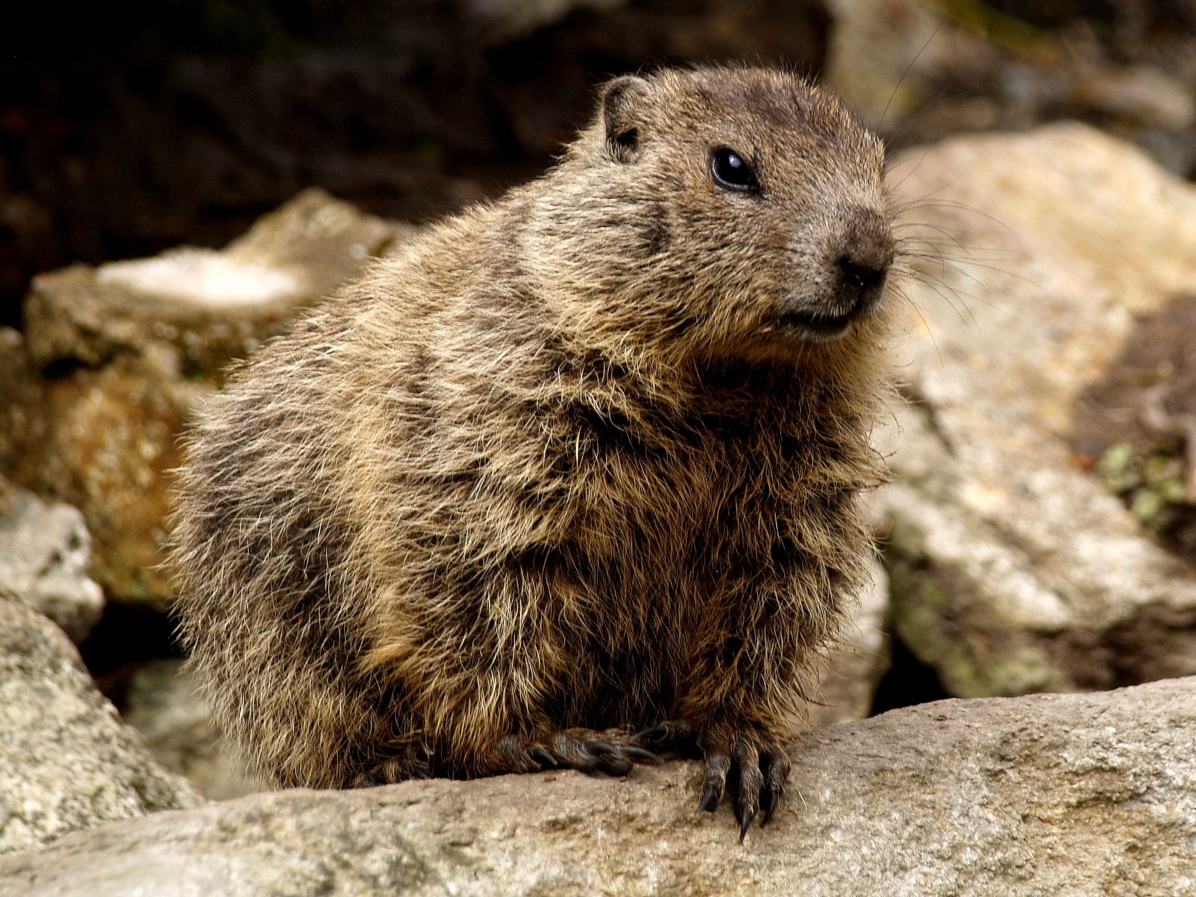 Marmot Rodent macro blur free image download