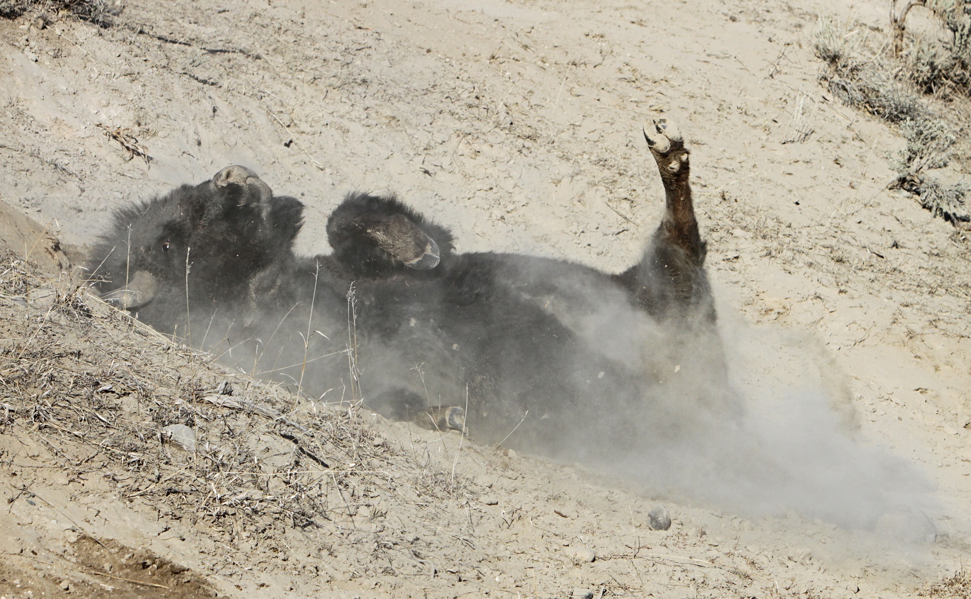 Bison Buffalo Wallowing Dry free image download