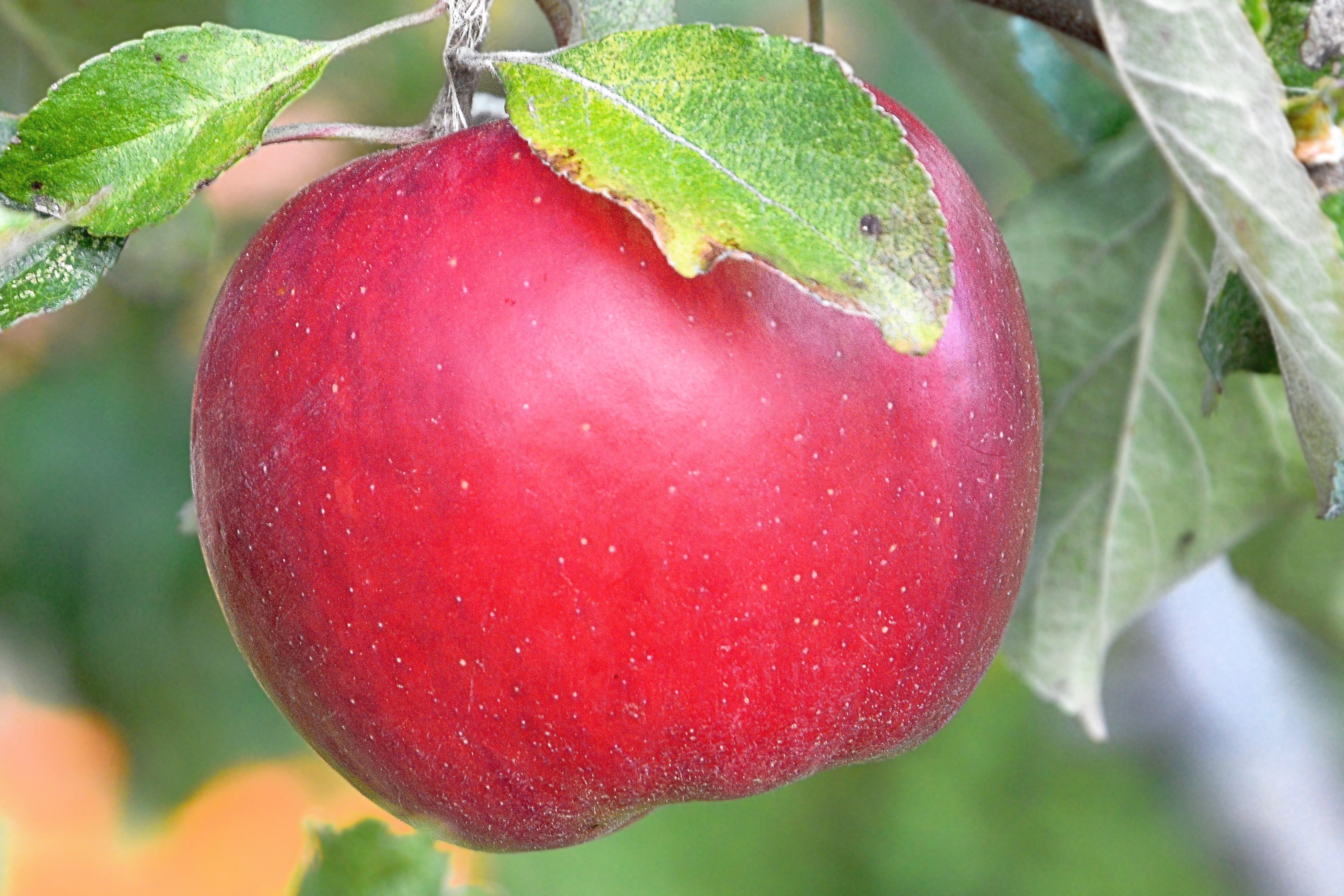 Closeup photo of Apple Leaves in the garden free image download