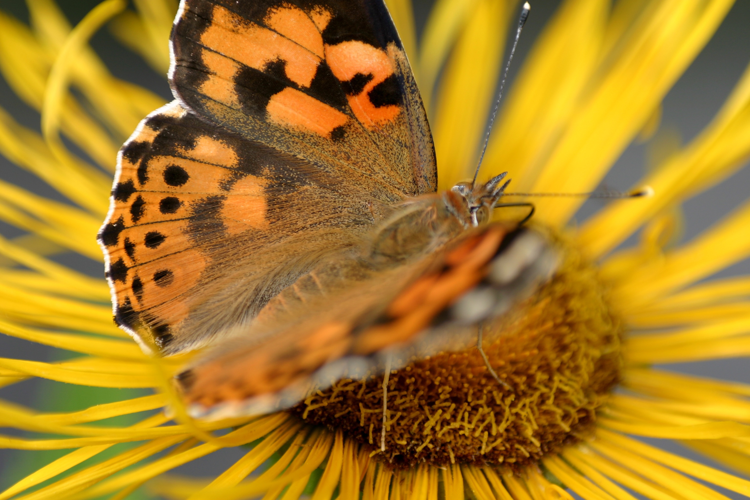 Butterfly Flower Jo Boonstra free image download