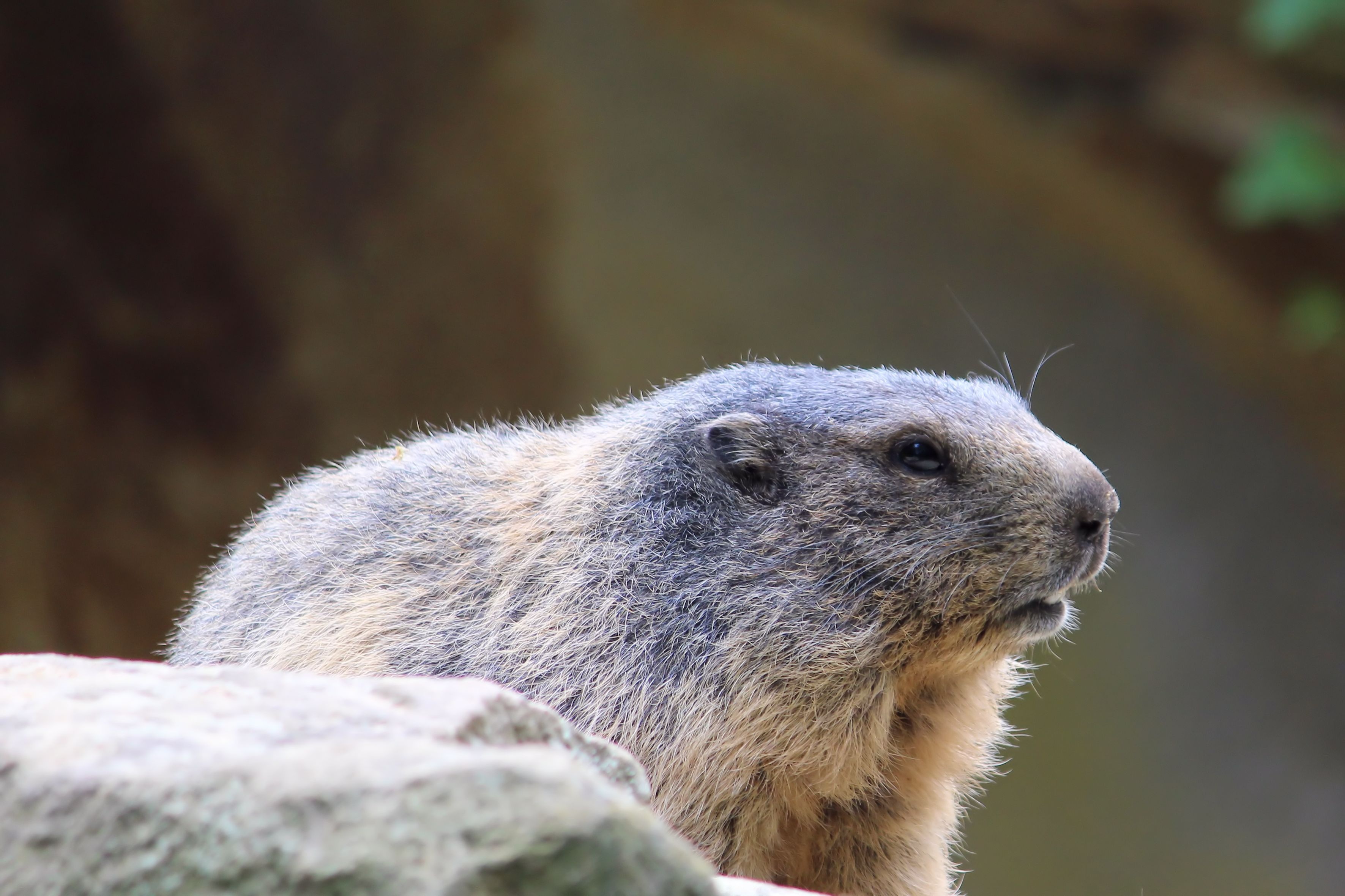 Marmot Rodent Zoo free image download