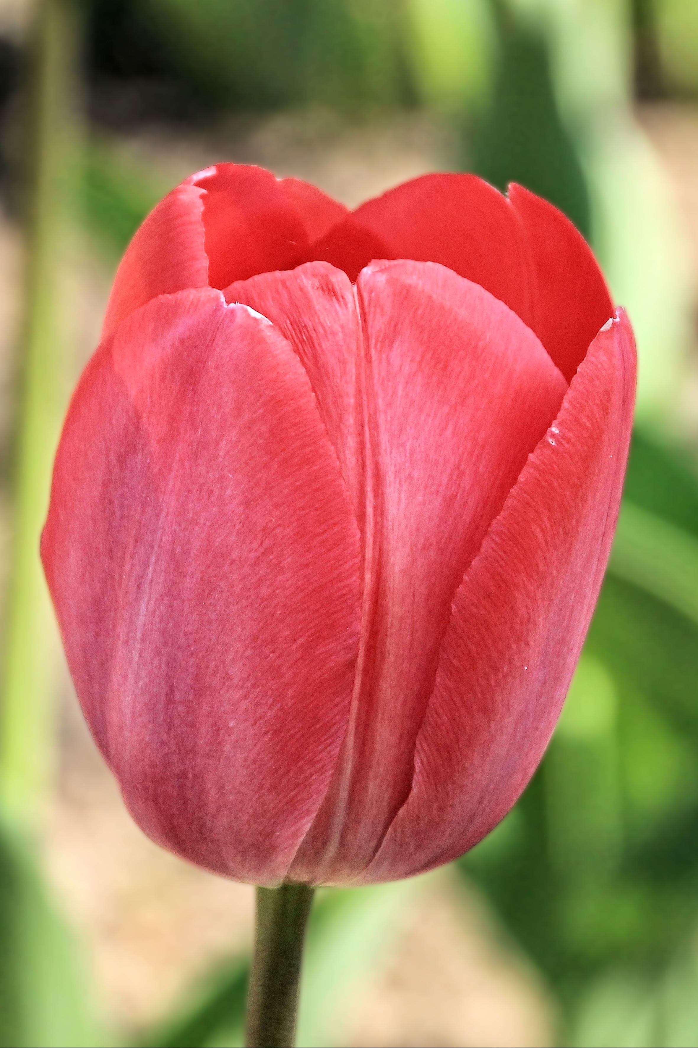 Tulip Tulips Red free image download