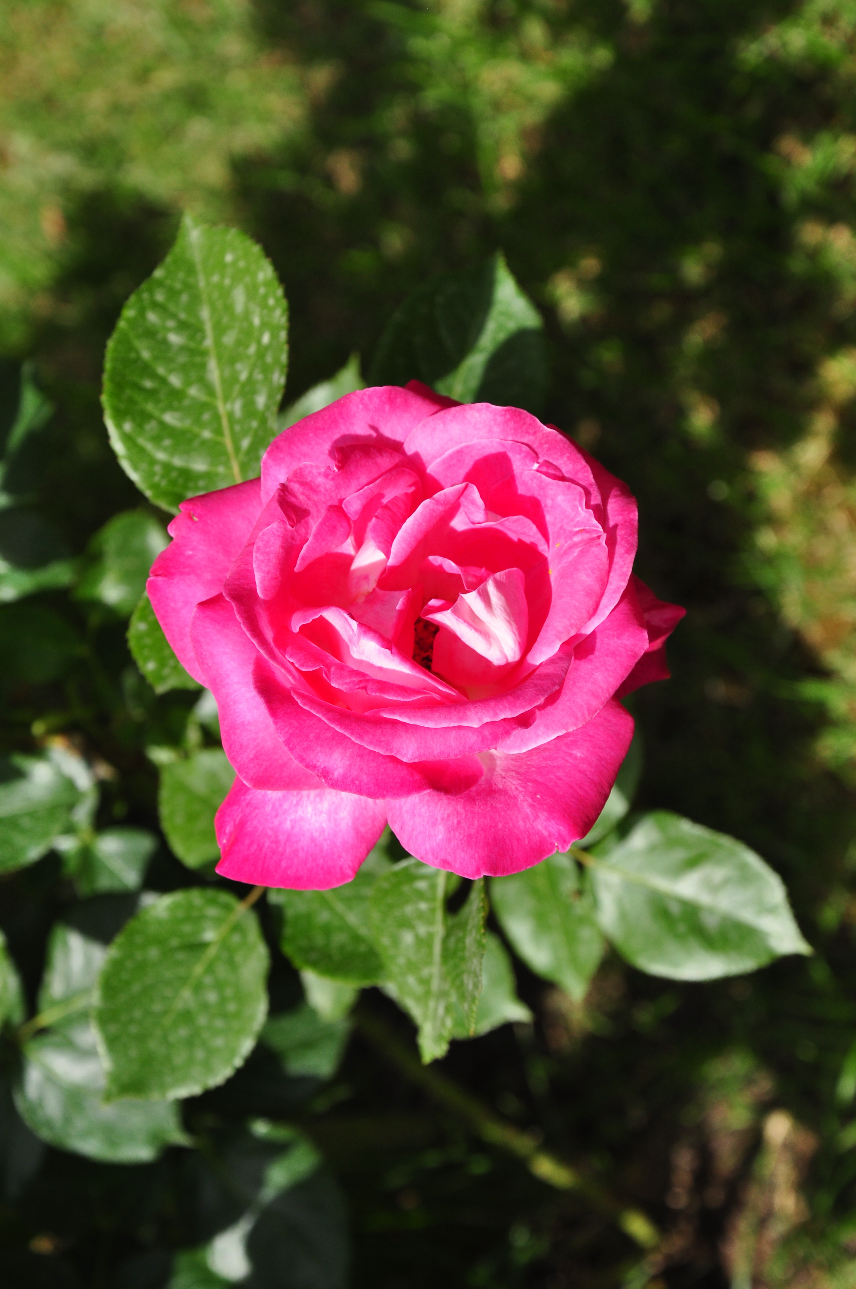 Rosa Flowers Petals free image download