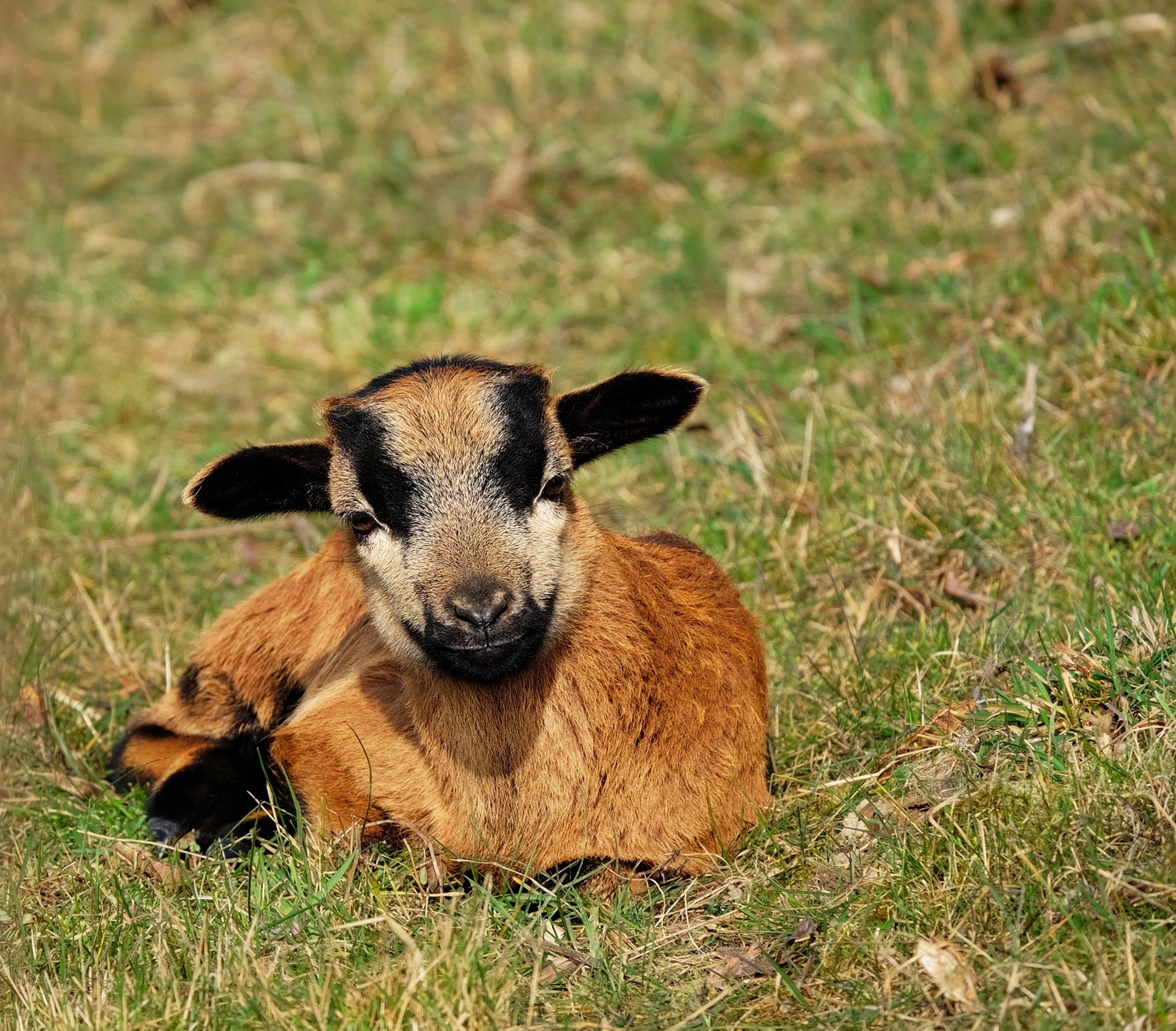 Goat Domestic Kid free image download