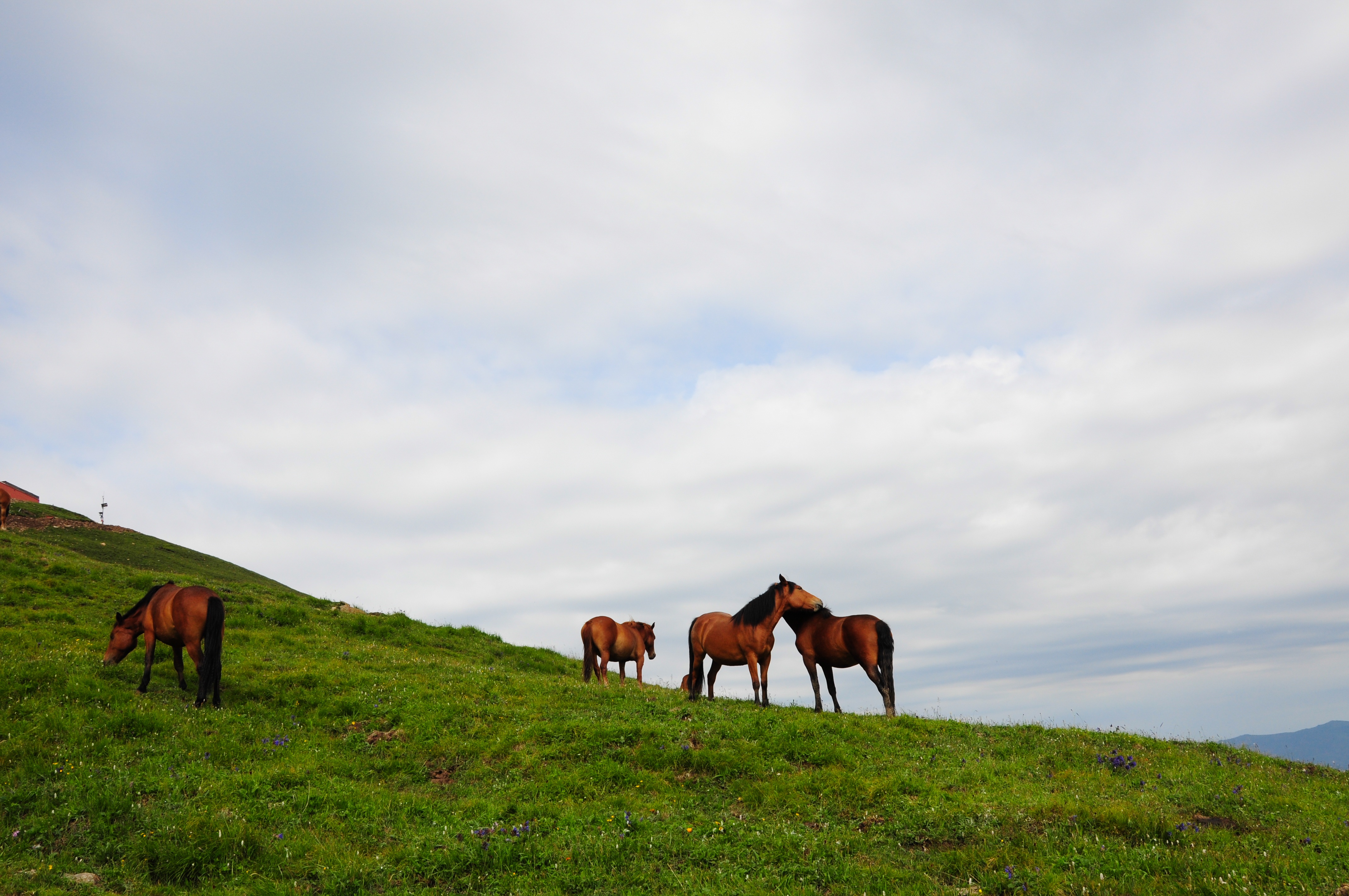 Alpine Meadows free image download
