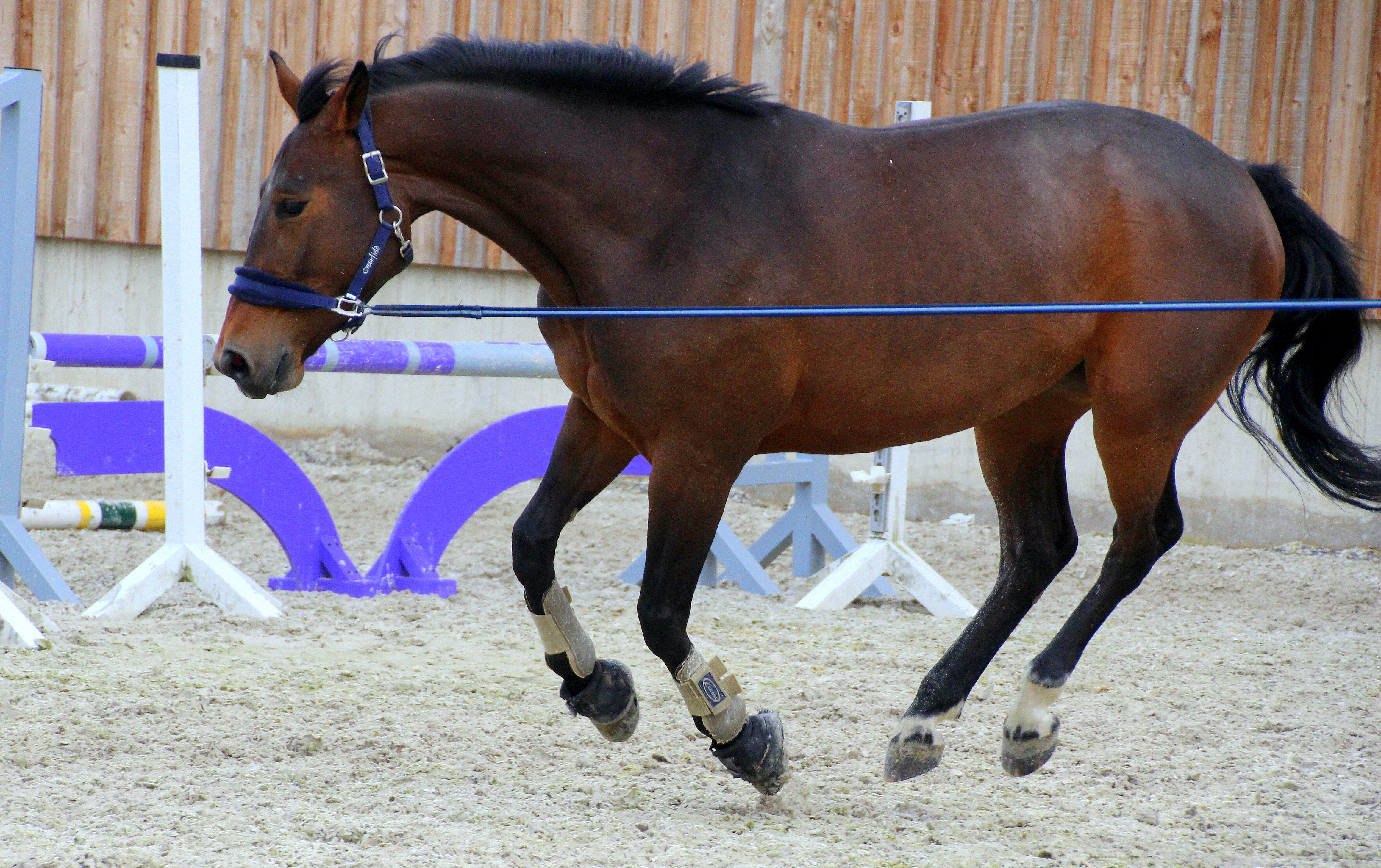 Horse Dark Brown Lunging free image download
