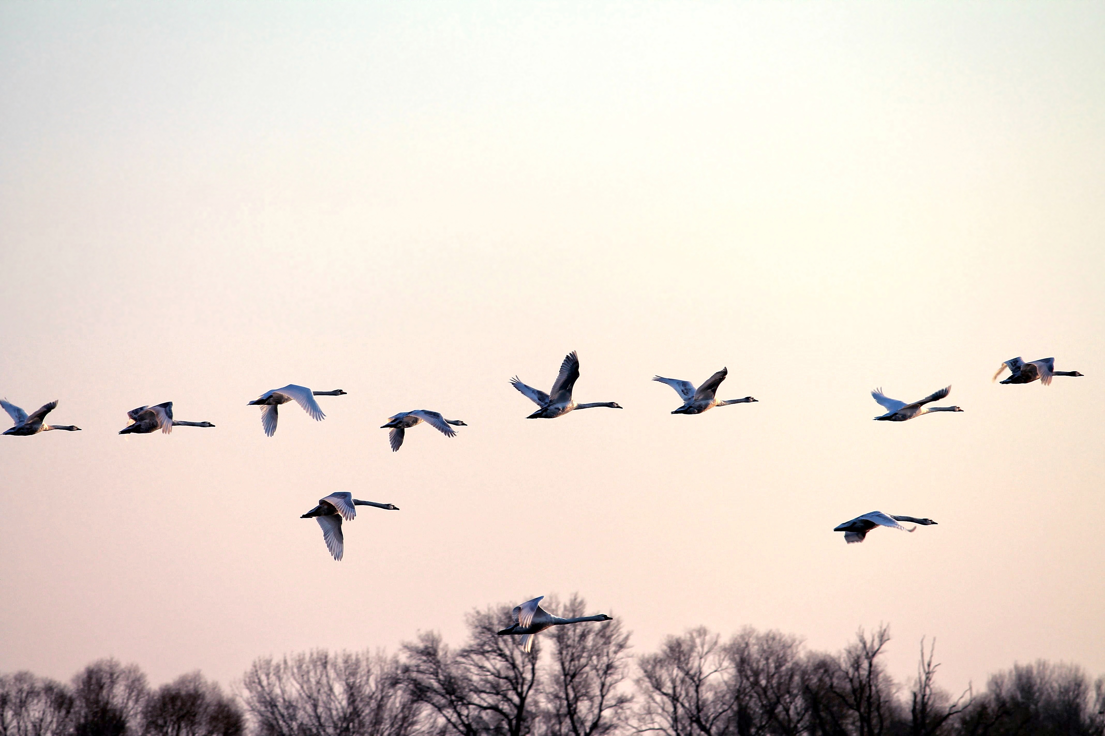 Swans Swan Flight Flying Evening free image download