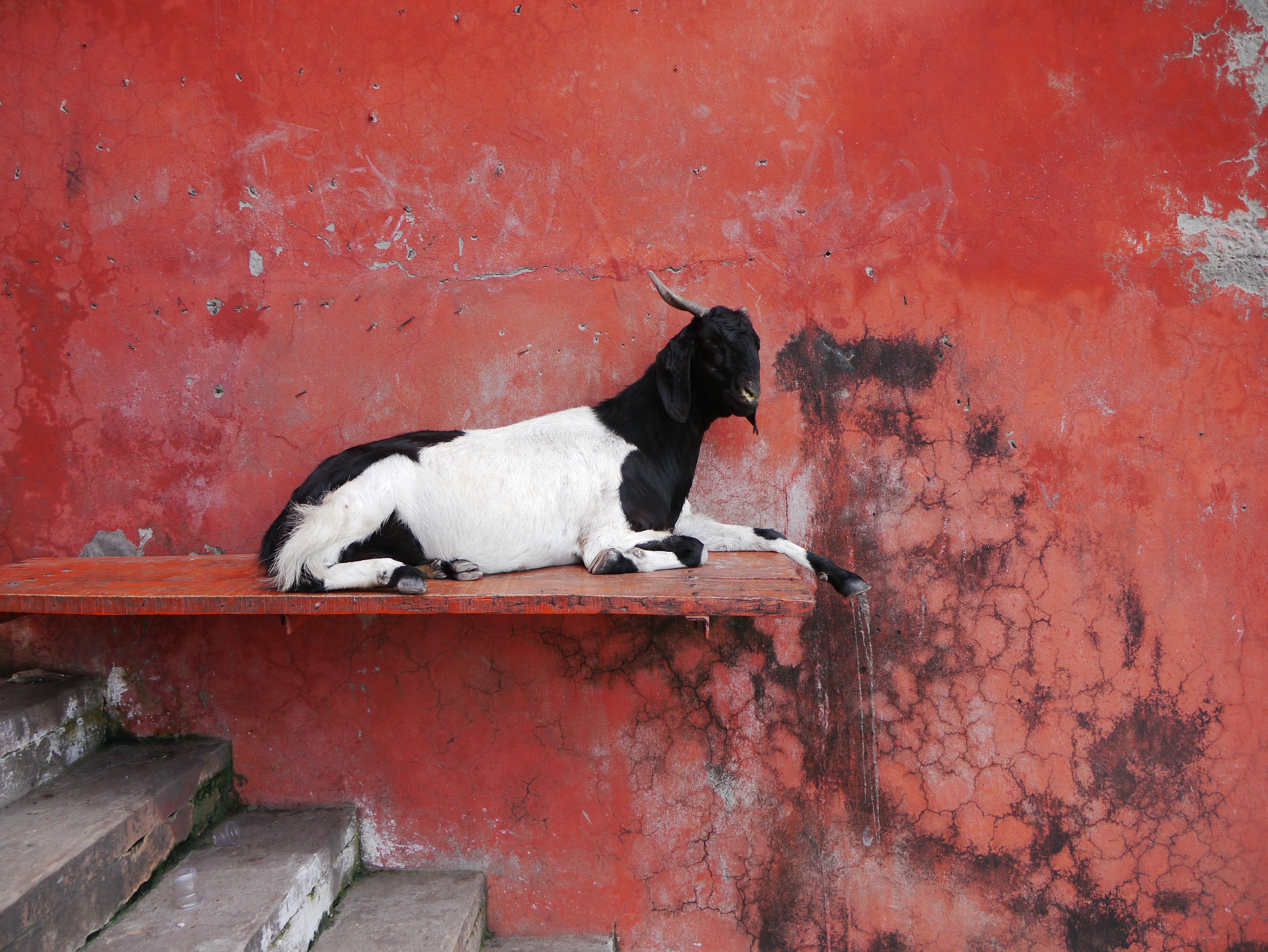Nanny Wall Red free image download