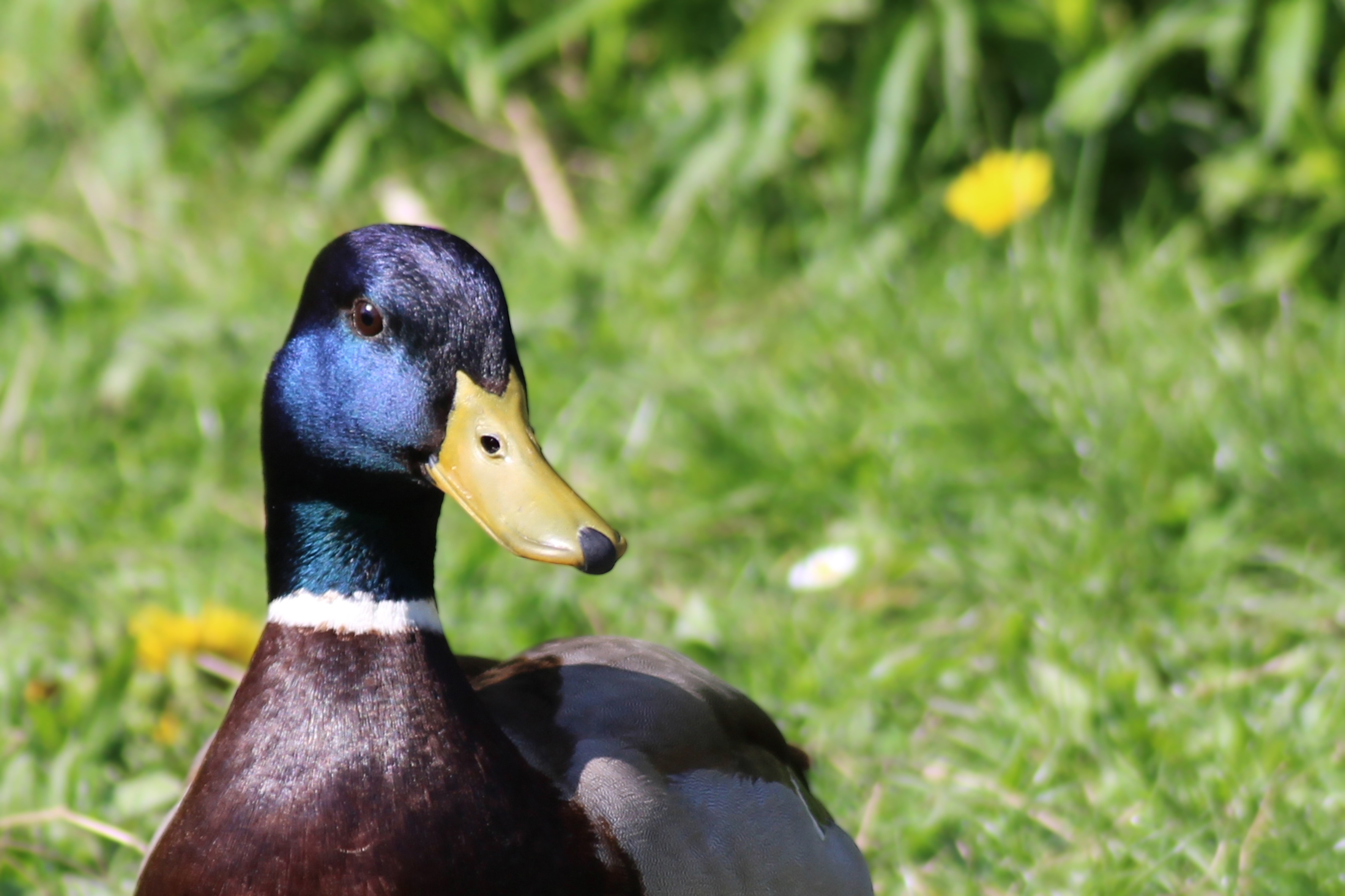 Drake Duck Mallard free image download