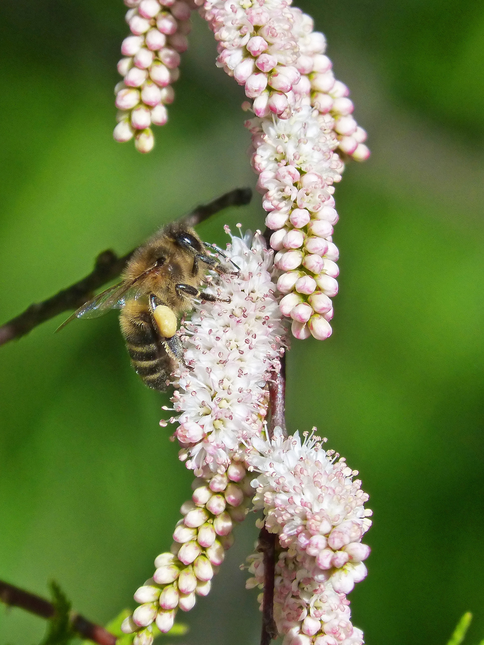 Bee Flowers Libar free image download