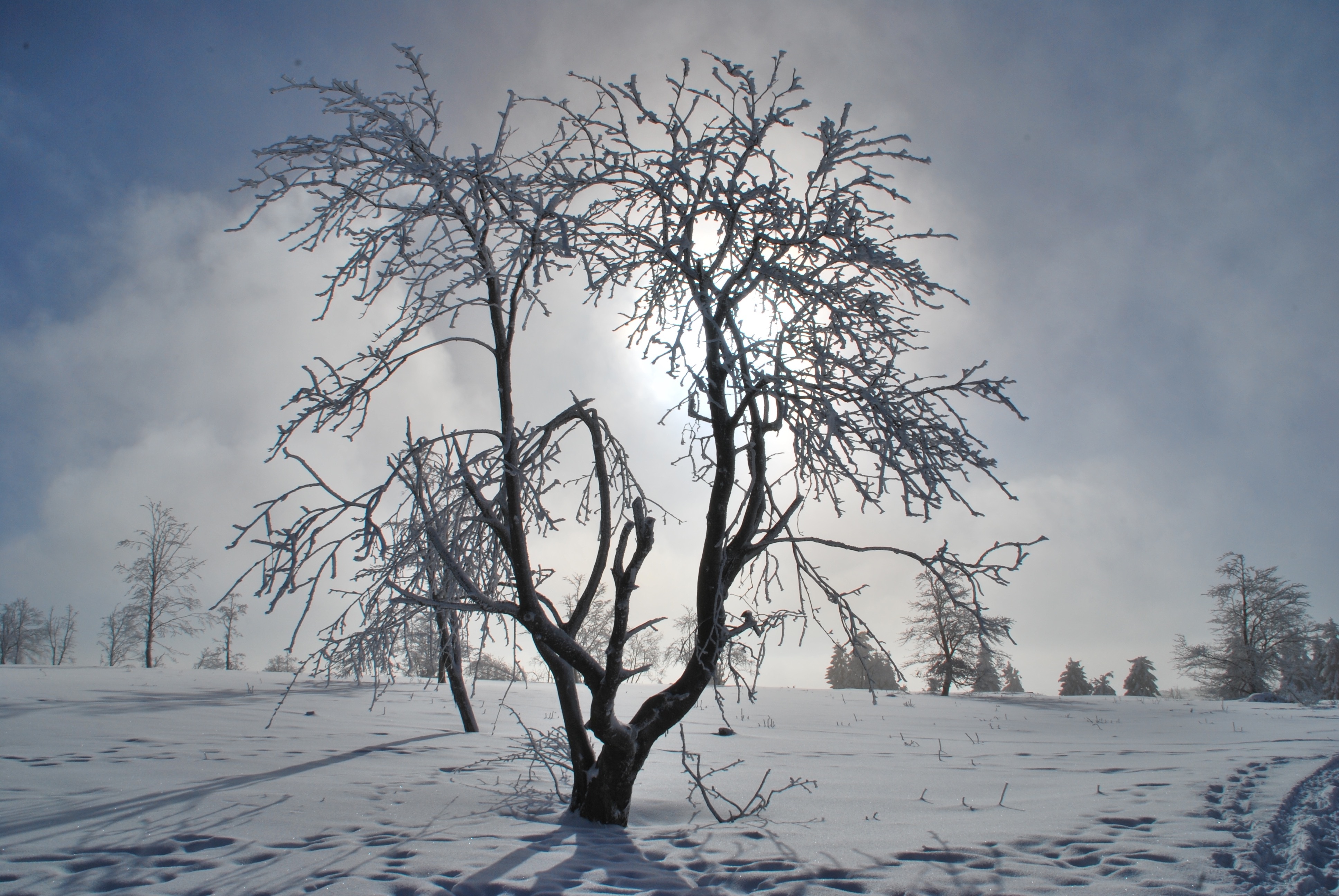 Winter Snow Cold free image download