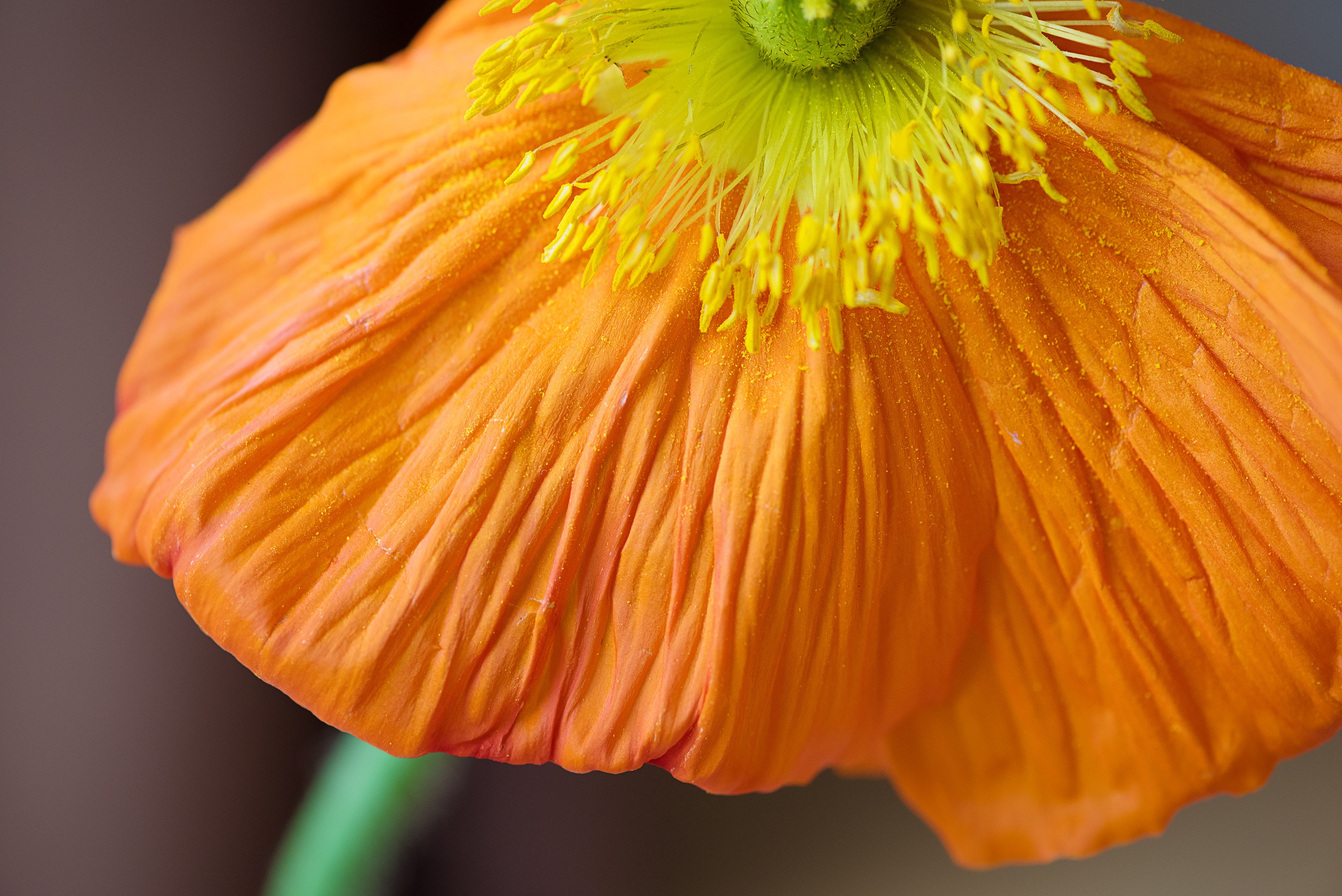 Poppy Are Blossom free image download