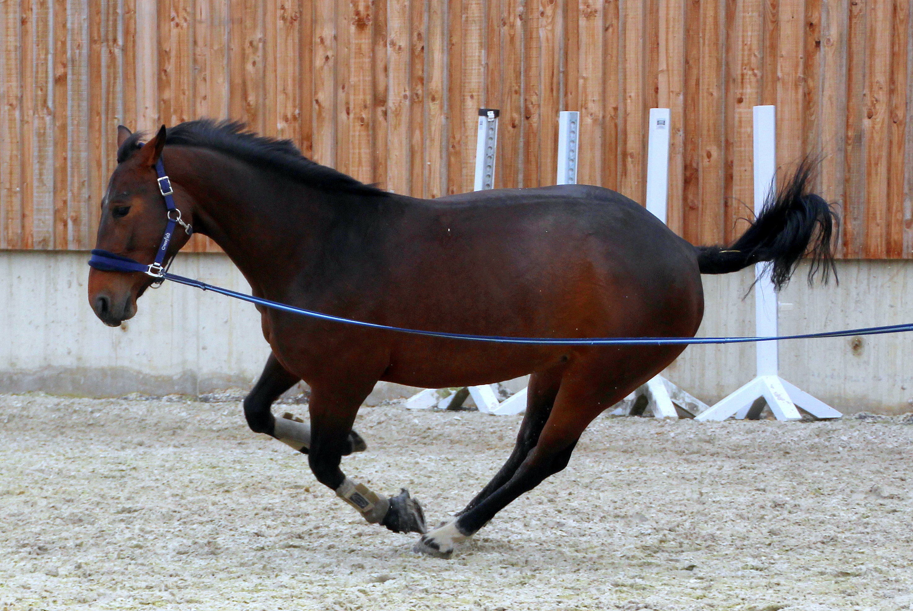 Horse Dark Brown Lunging free image download
