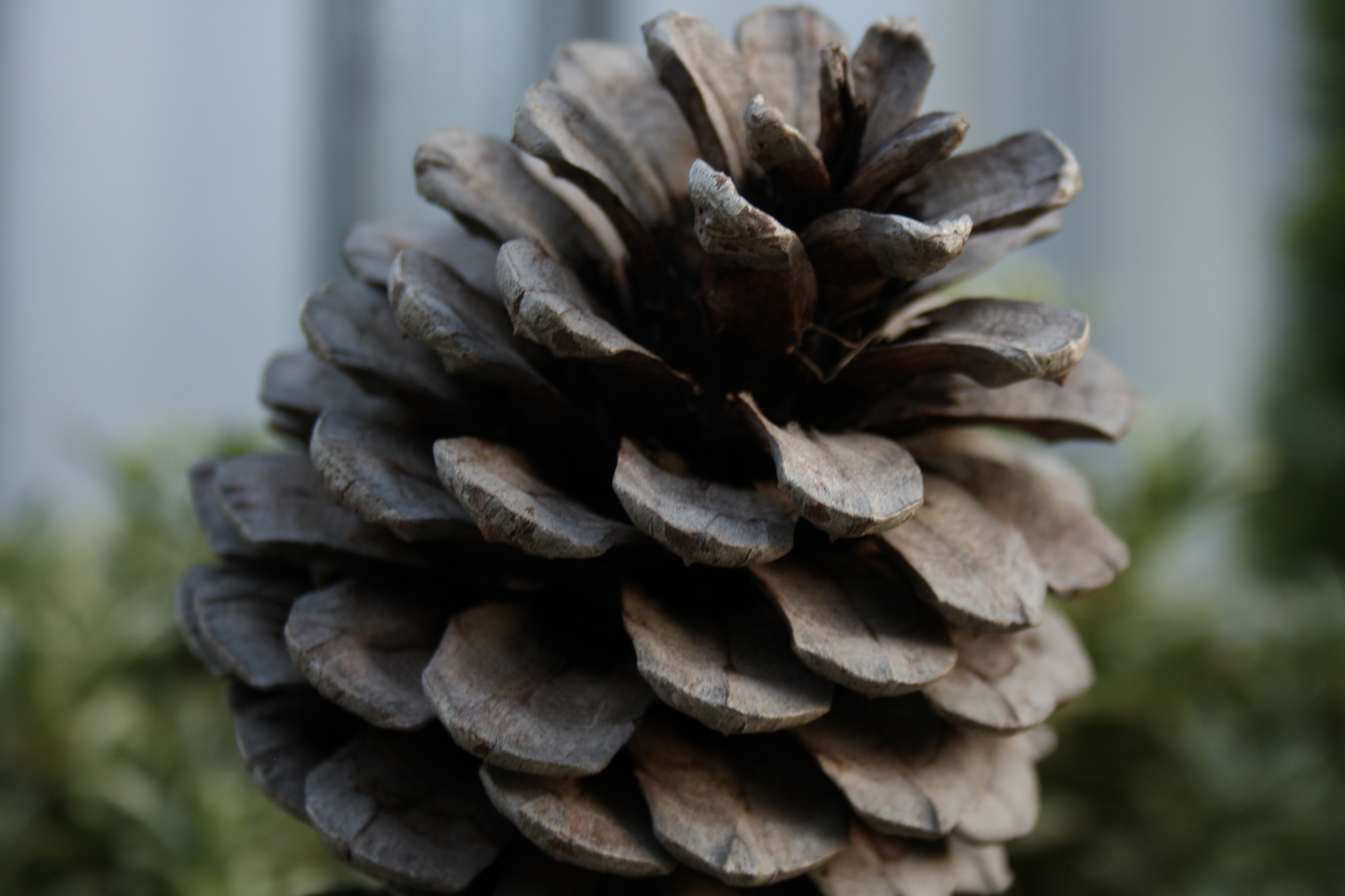 Pine Cone Pinecone Wood free image download