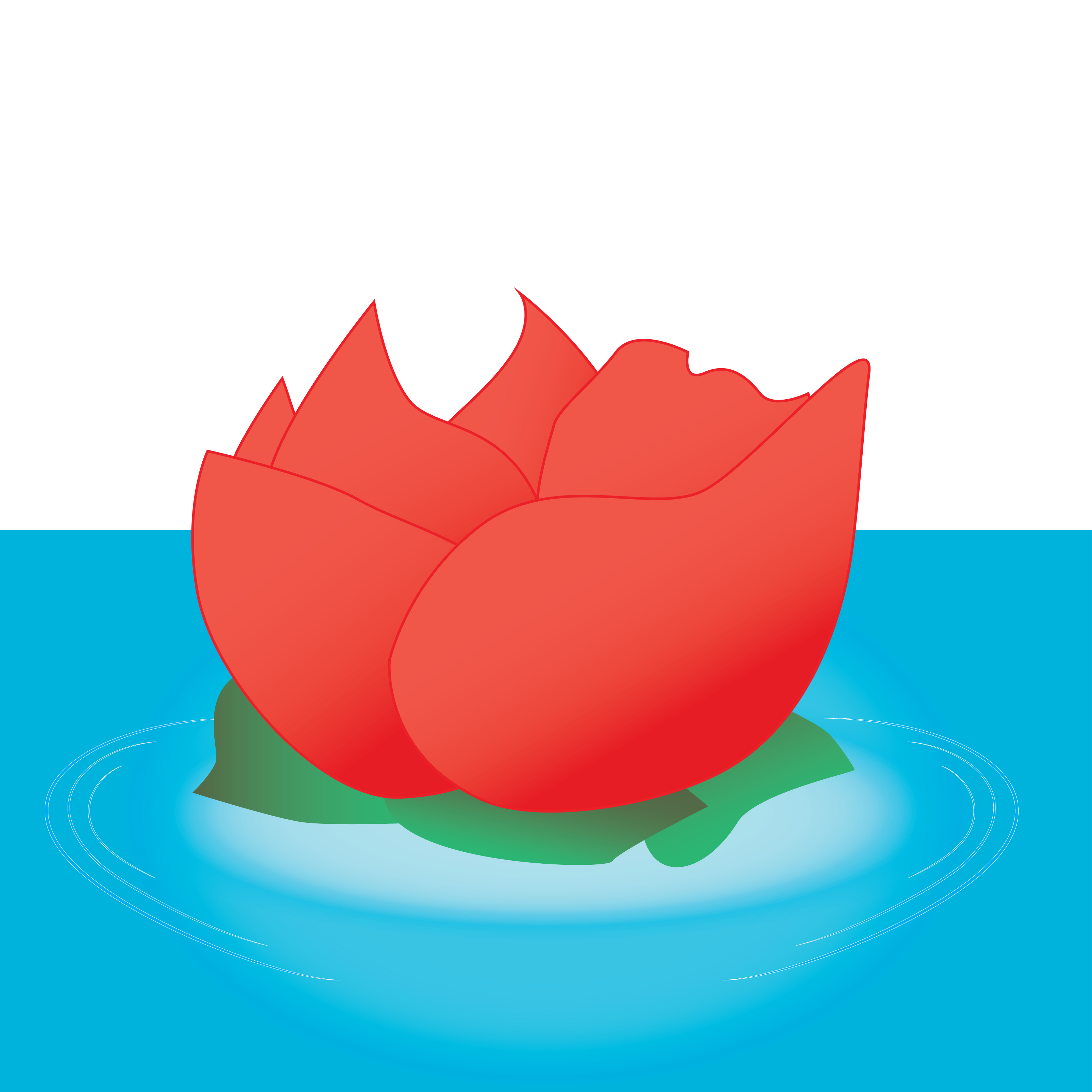 Rose rose on water water rose free image download