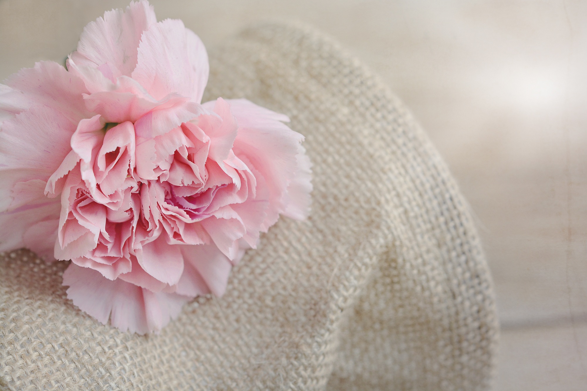 Carnation Flower Blossom free image download