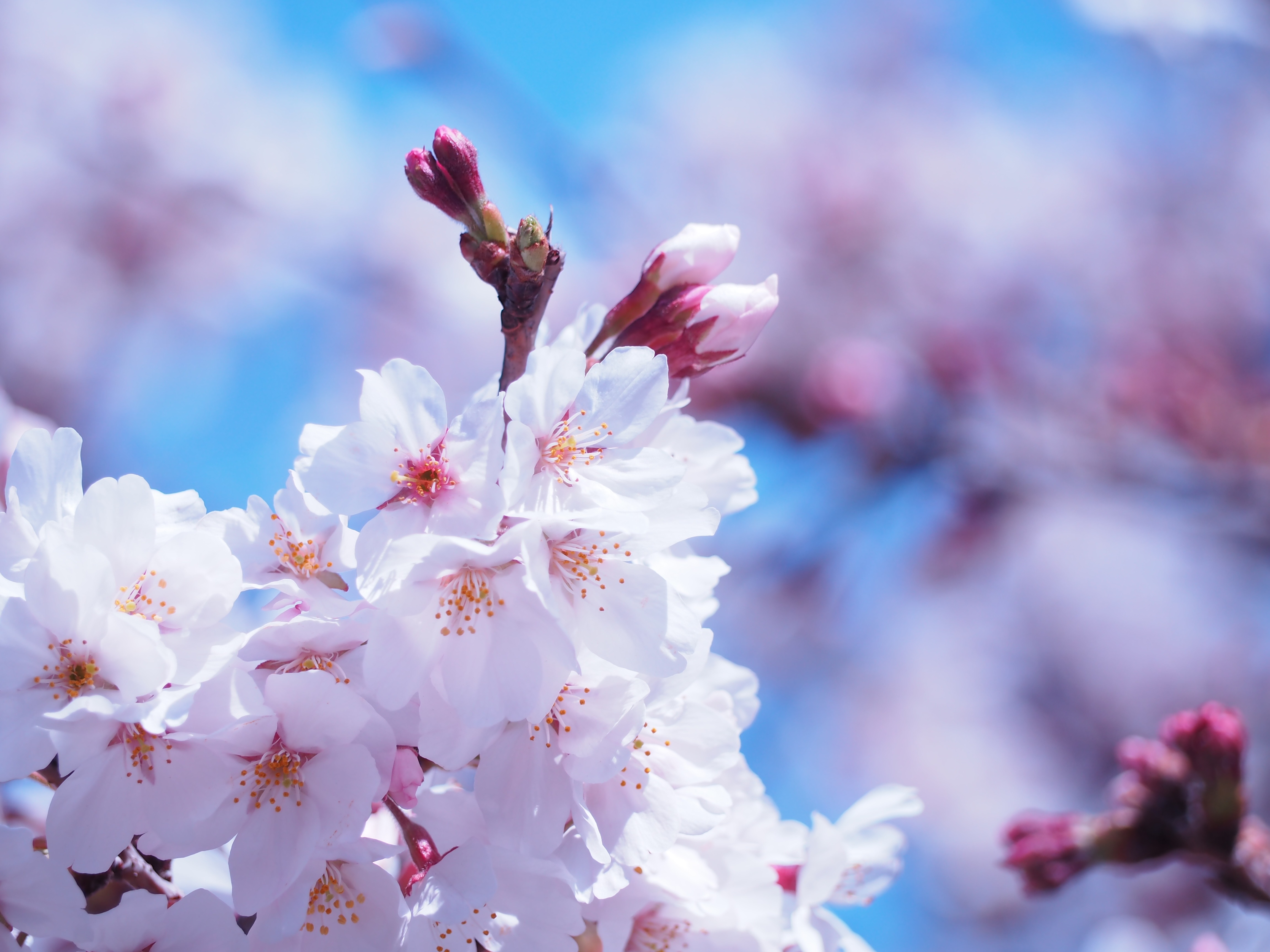 Cherry Blossoms Flowers Spring free image download