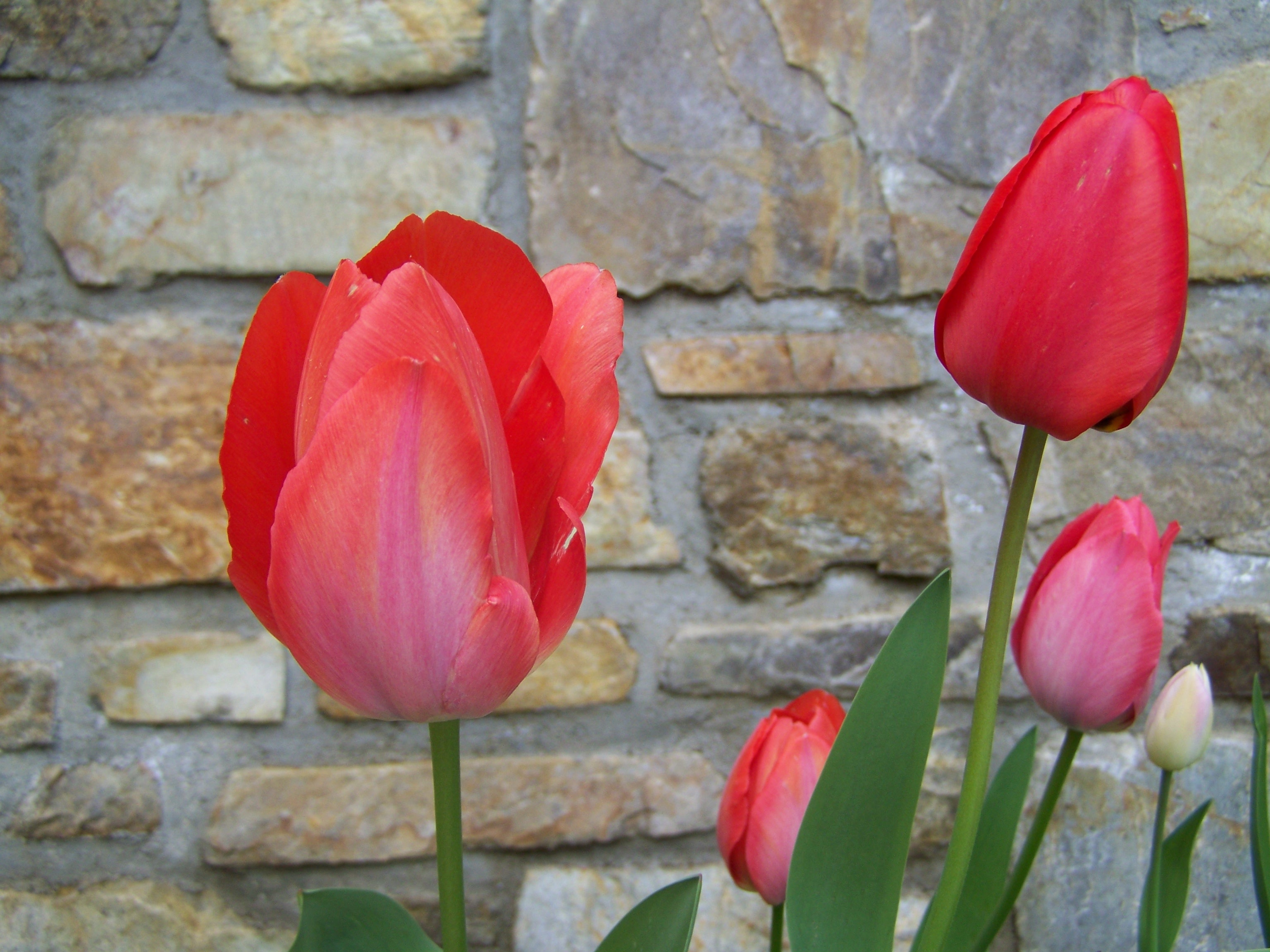 Tulips Red Spring free image download