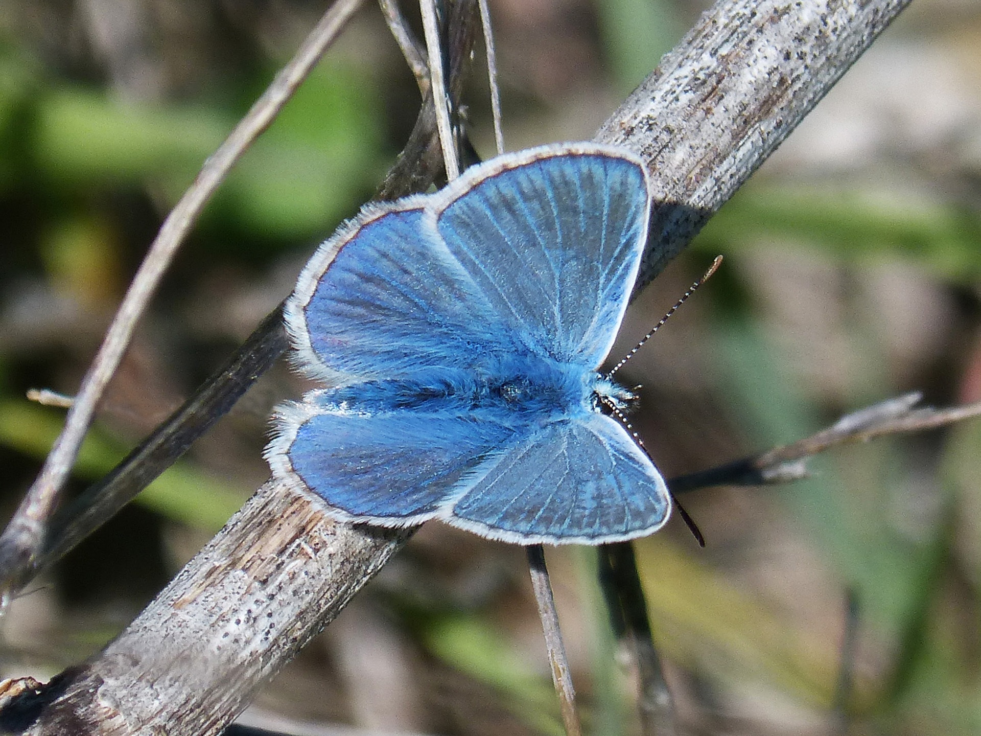 Blue Butterfly Blue-Winged free image download
