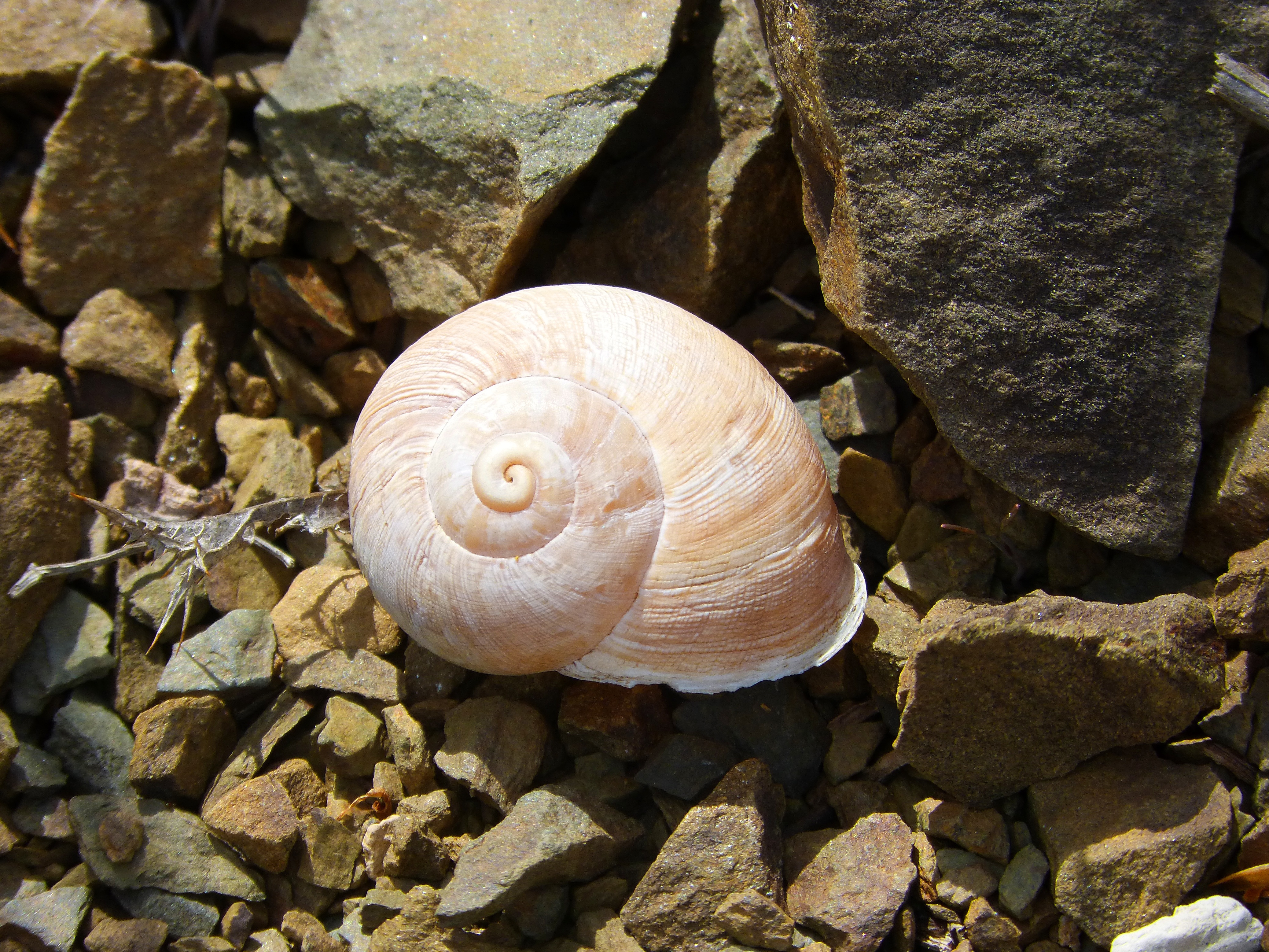 Snail Shell Spiral free image download
