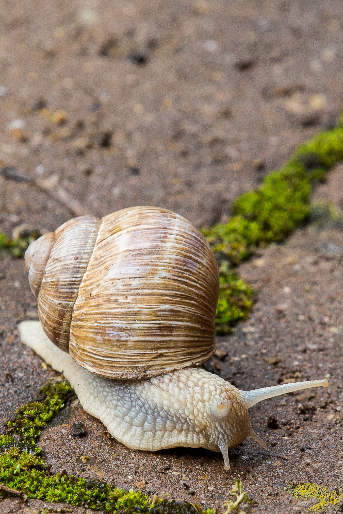Snail Shell Crawl free image download