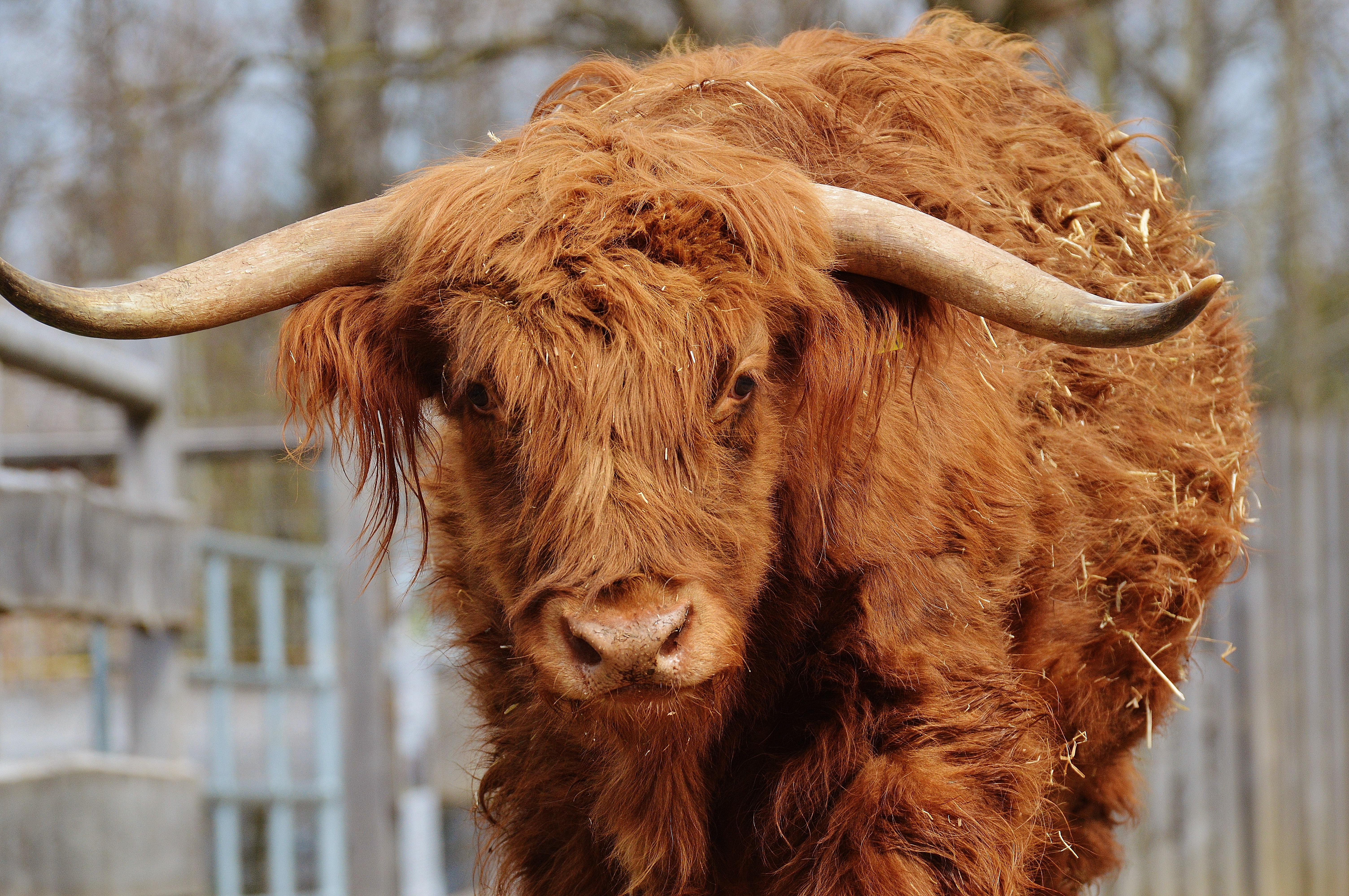Bull Beef Horns free image download