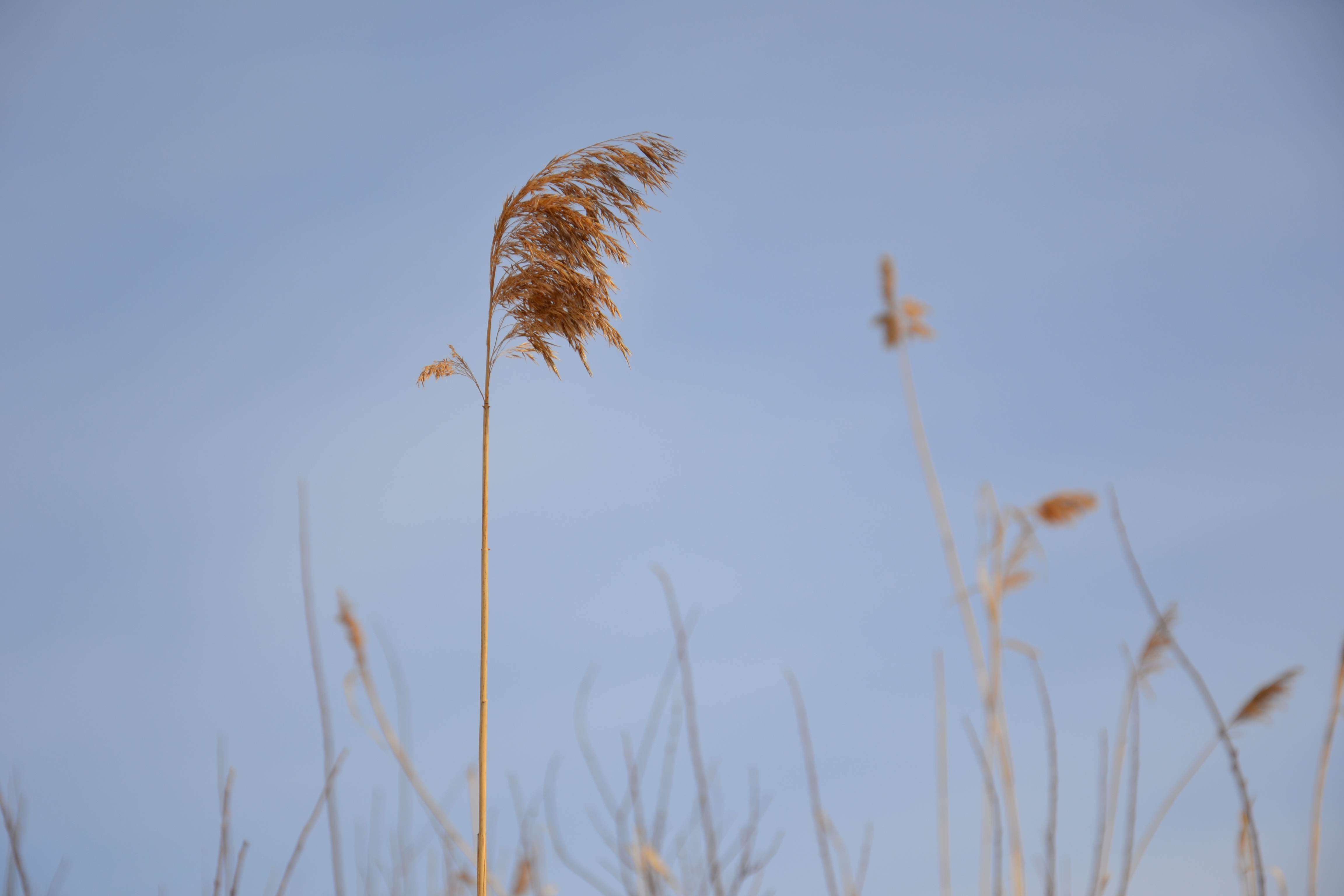 Grass Dry Straw free image download