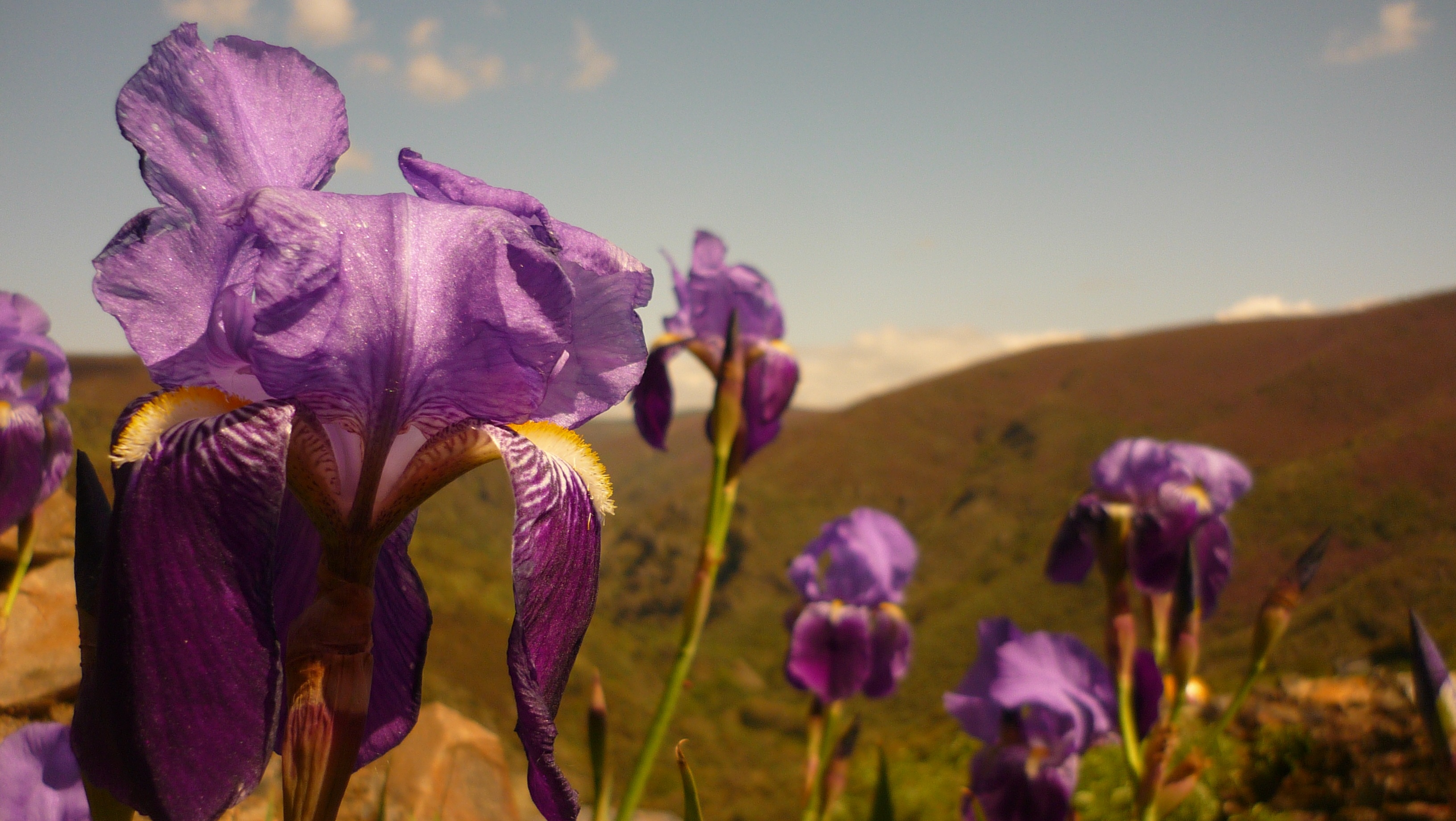 Flowers Color Hybrid Dutch Iris free image download