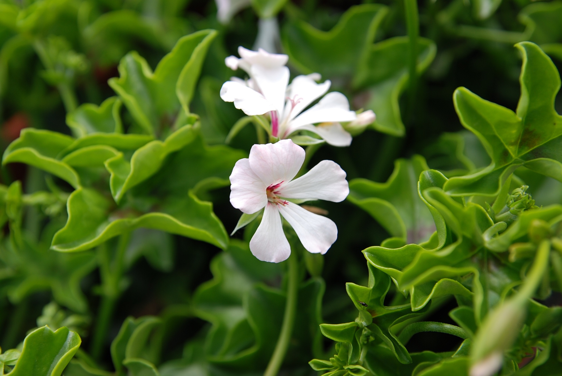 Flower Geranium Petals White free image download