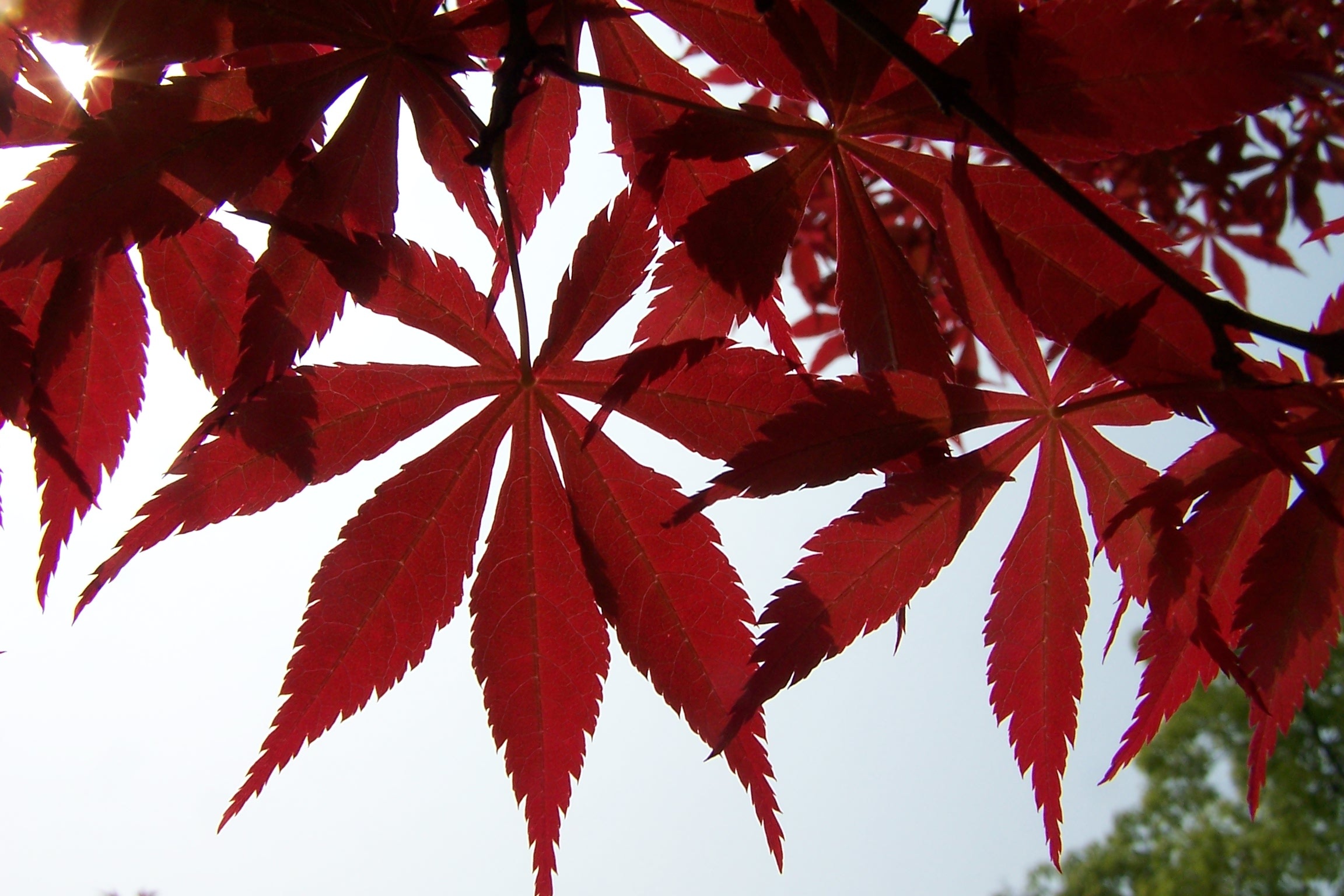 Red Leaves Maple free image download