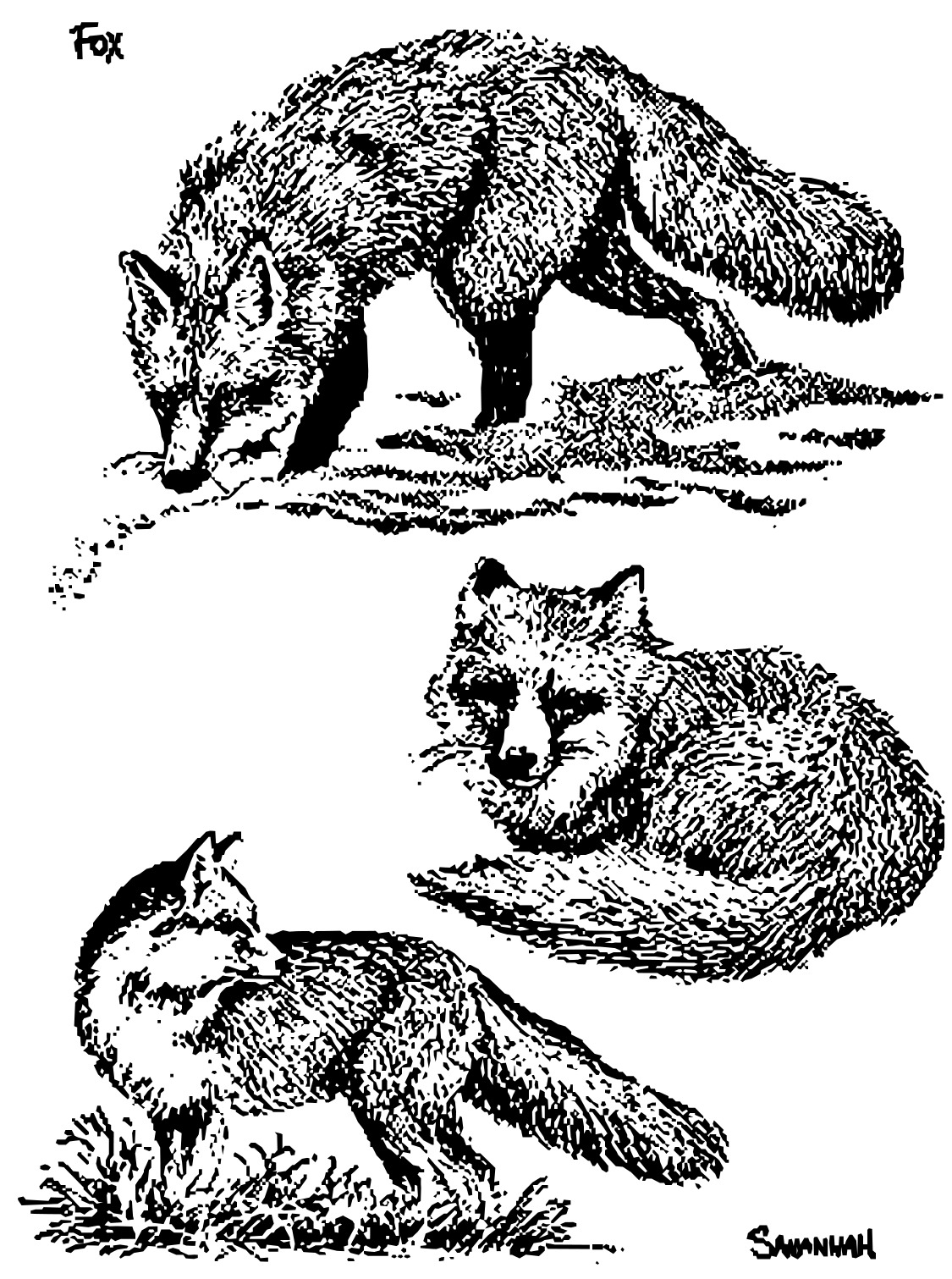 Dig fox foxes free image download