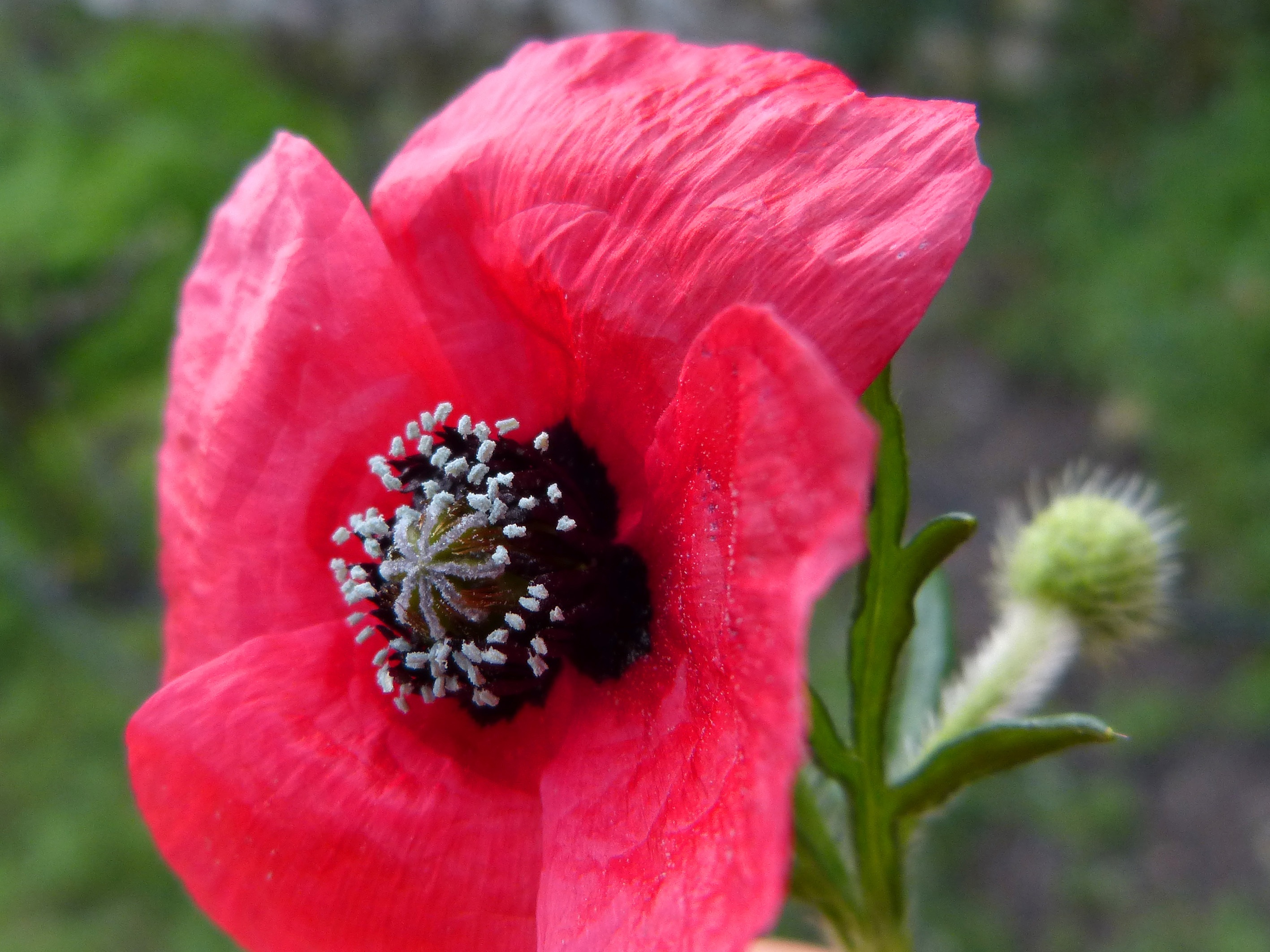 Poppy in bloom in the garden free image download