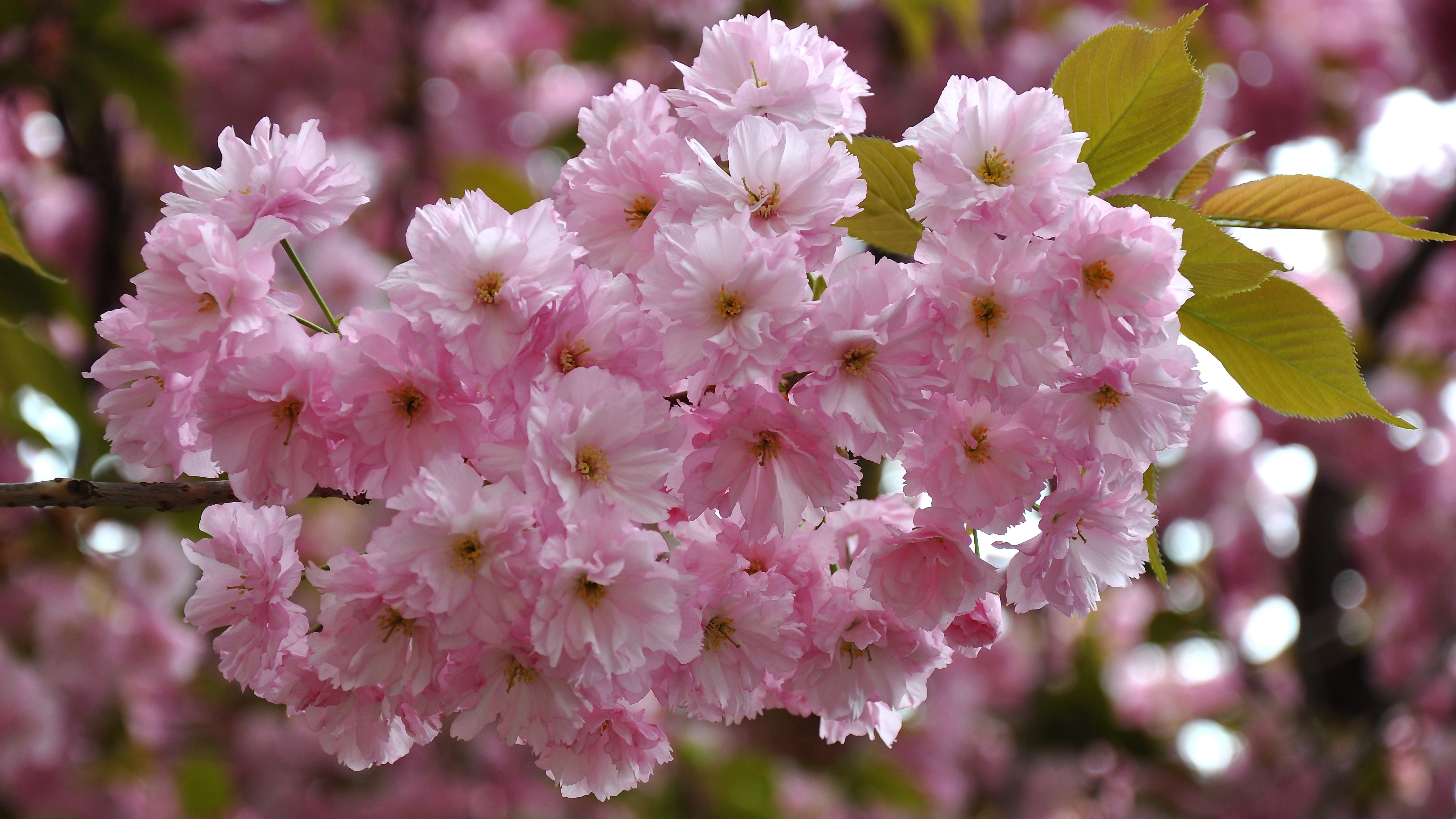Japan Cherry Spring Flowering free image download