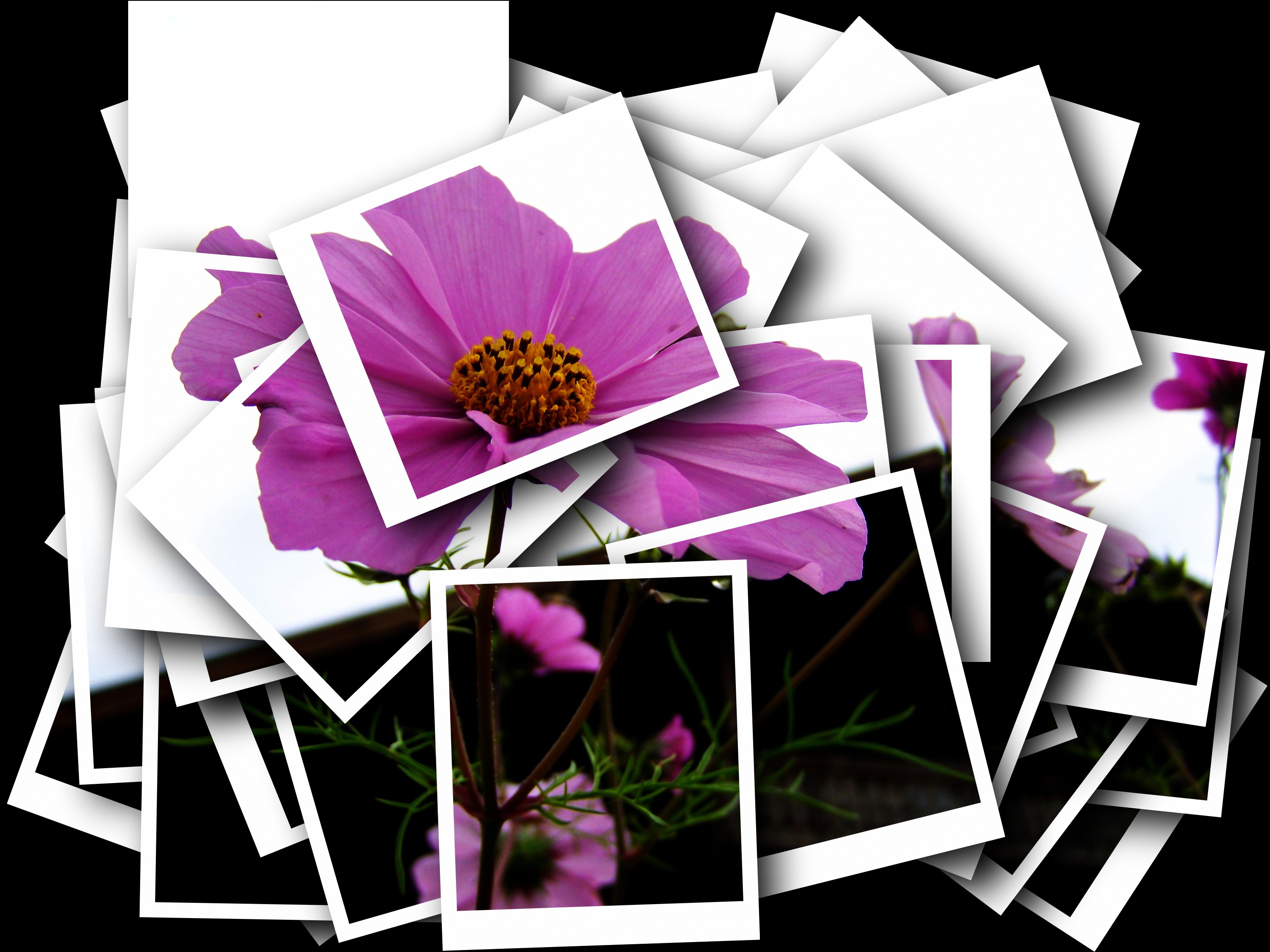 Breeze of roses collage artistic free image download