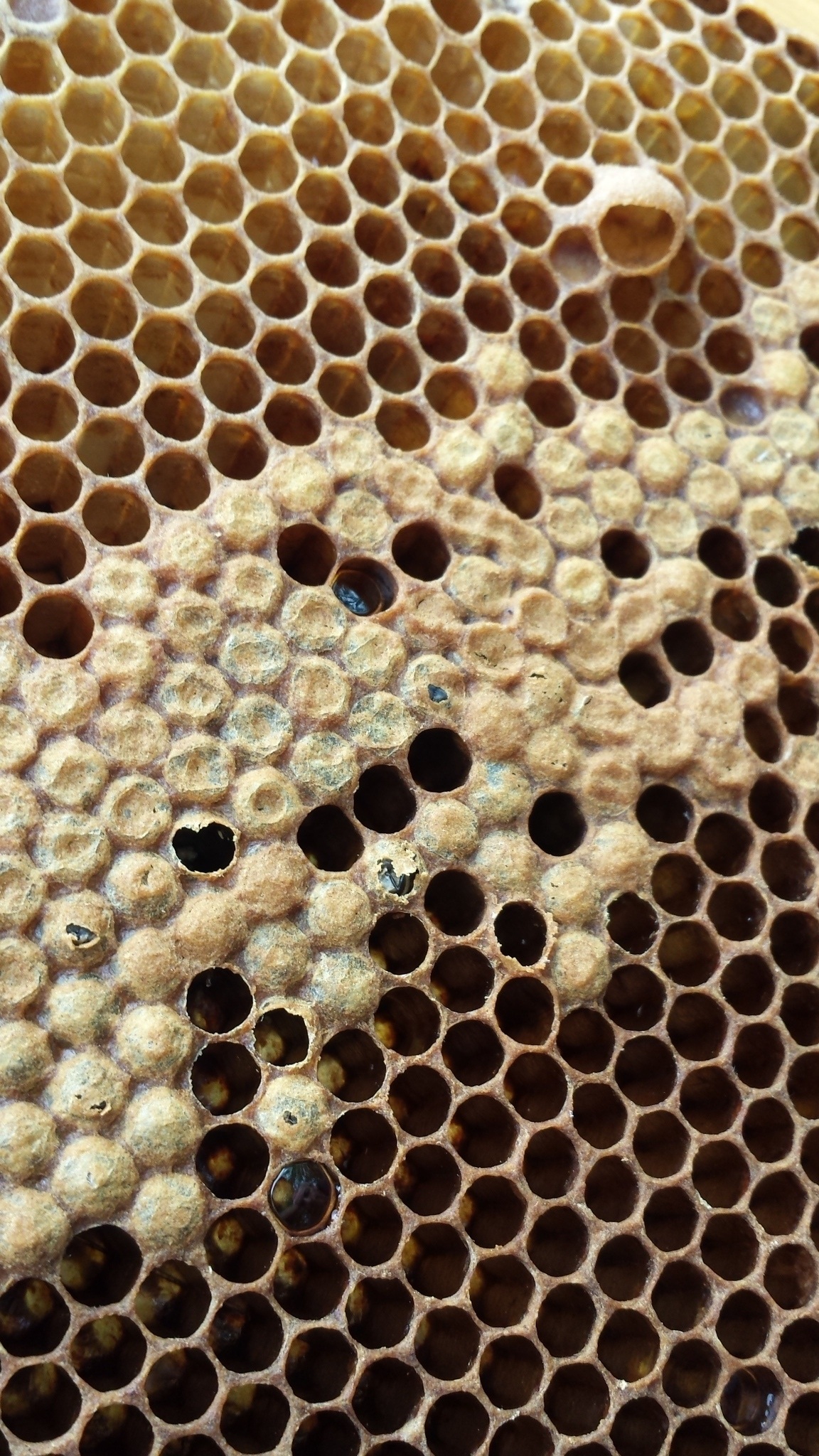 Dried bee honeycomb free image download
