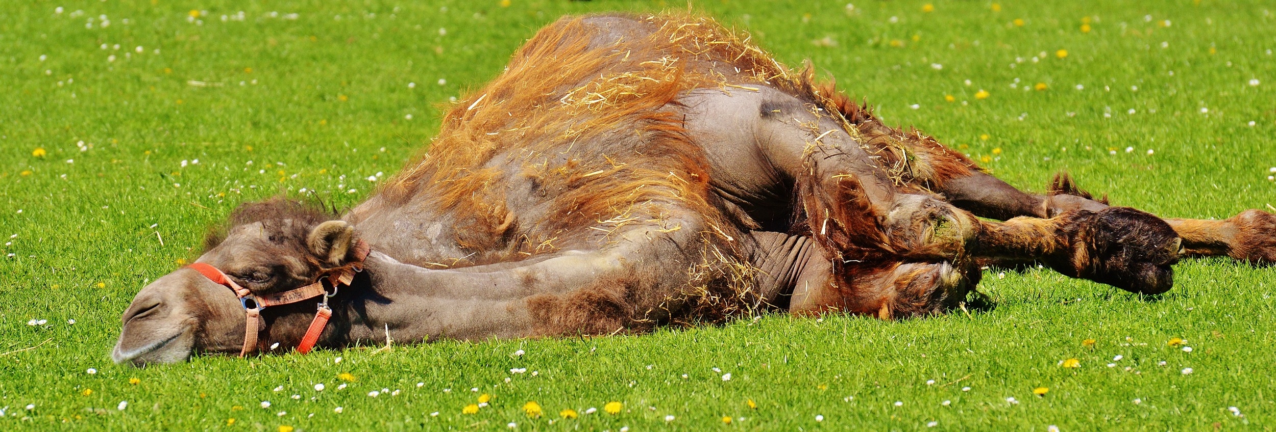 Camel Relax Lazing Around free image download