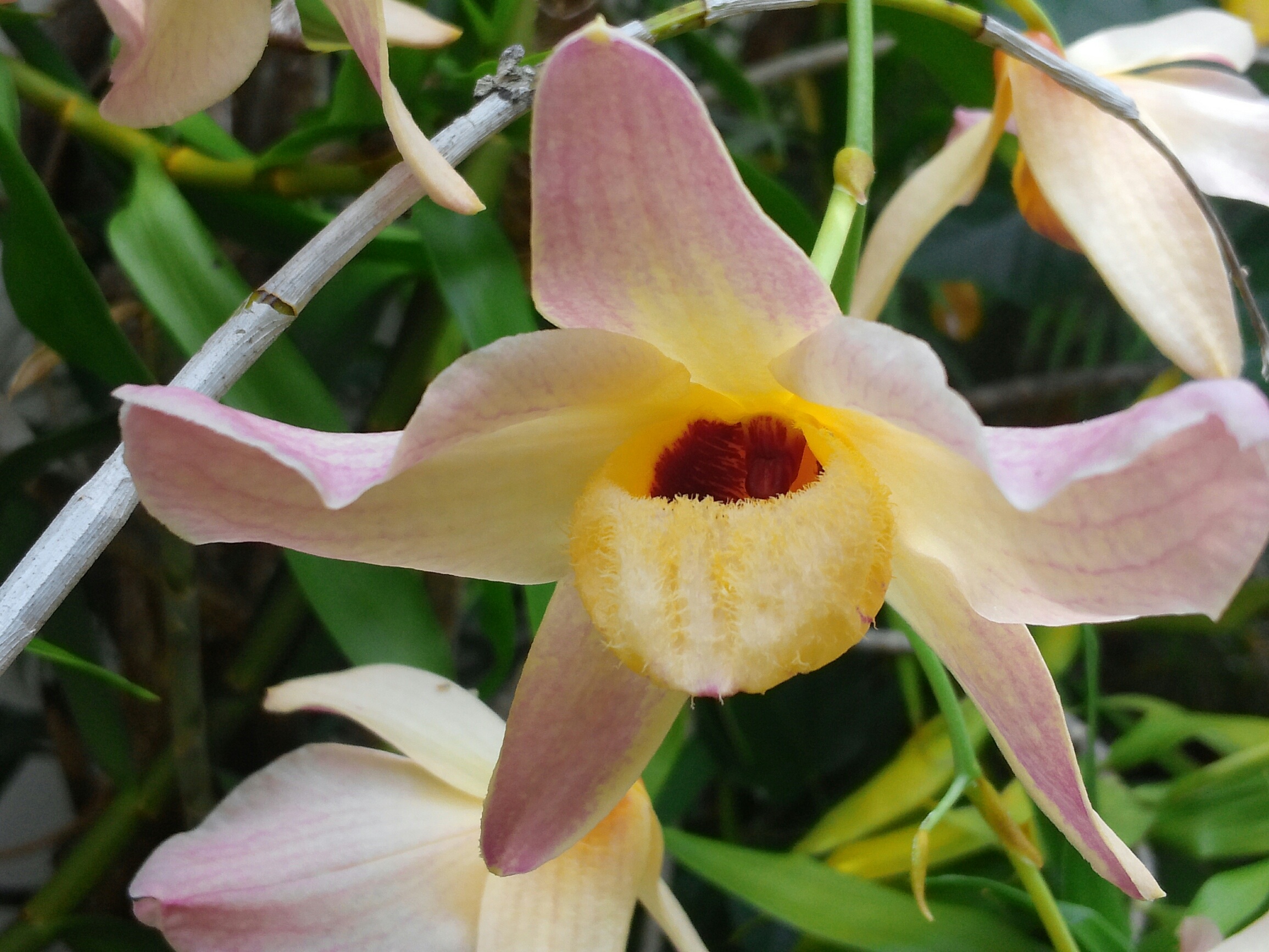 Orchid Flora free image download