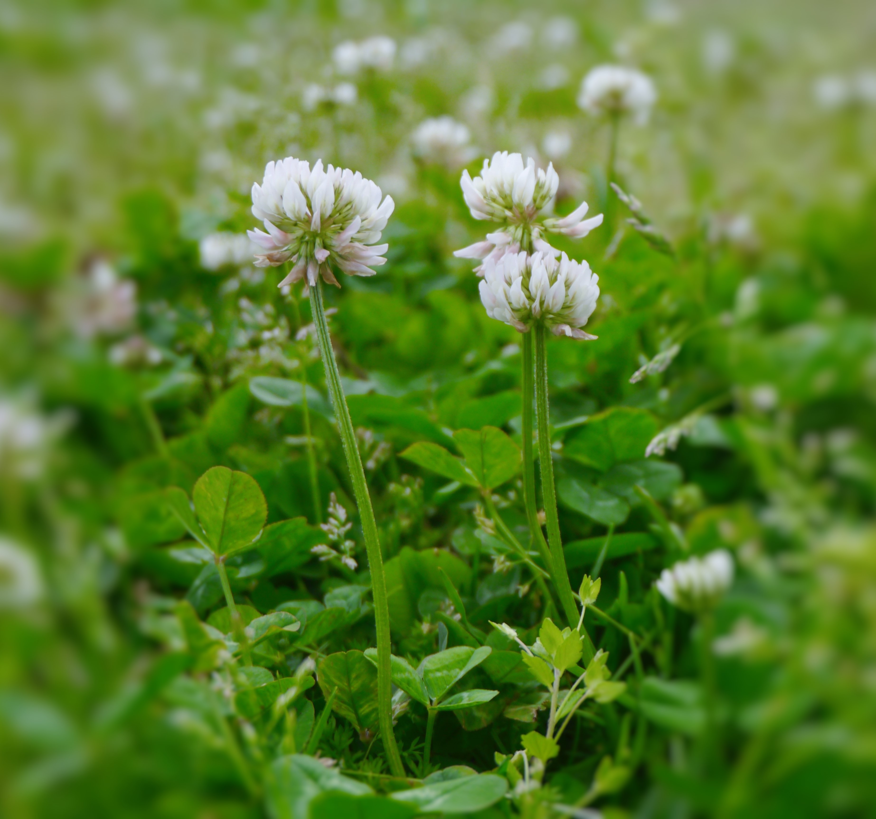 Astragalus Rengeso Flowers free image download