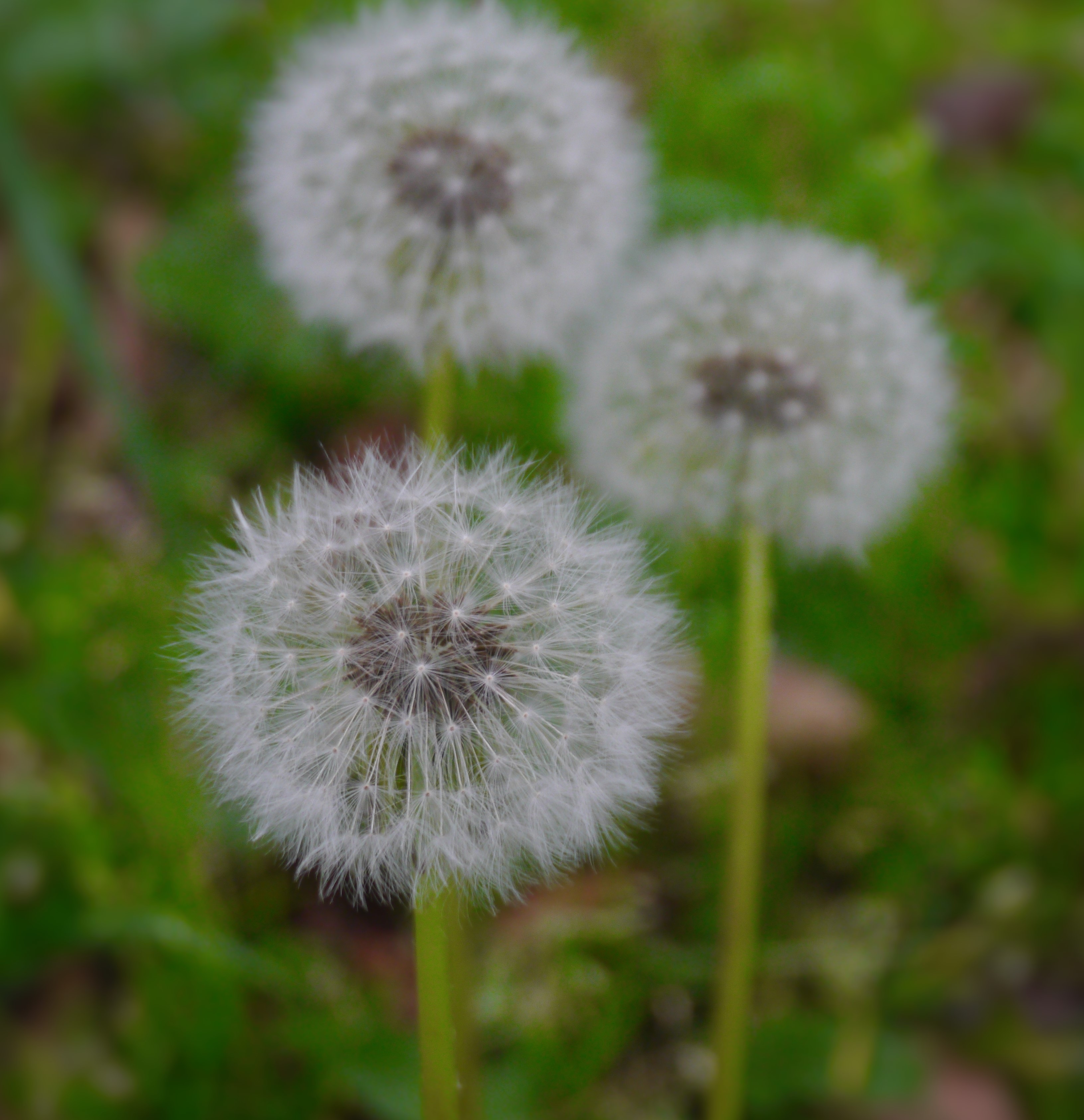 Dandelion Fluff Flowers free image download