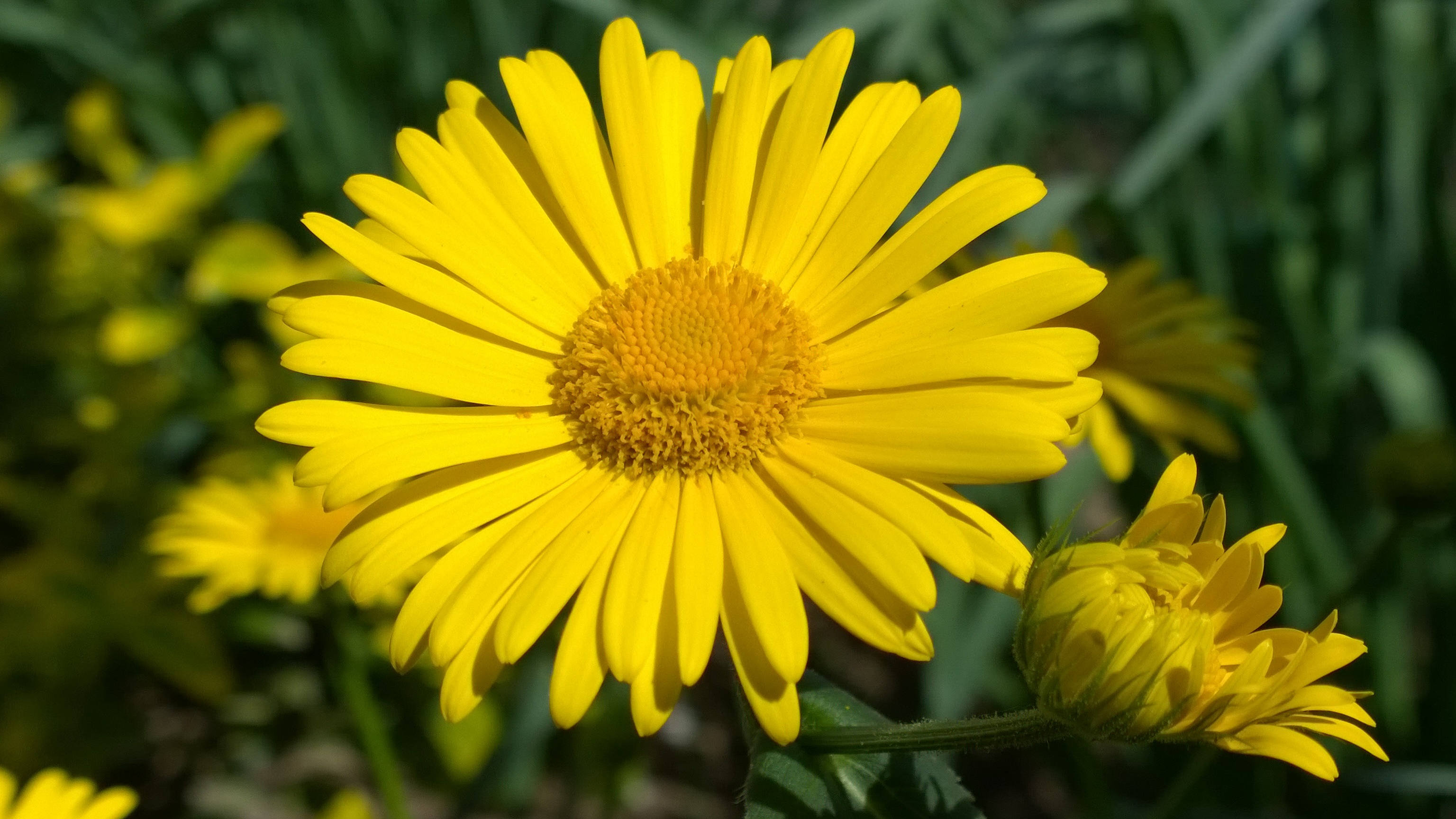 Yellow fragrant flower free image download