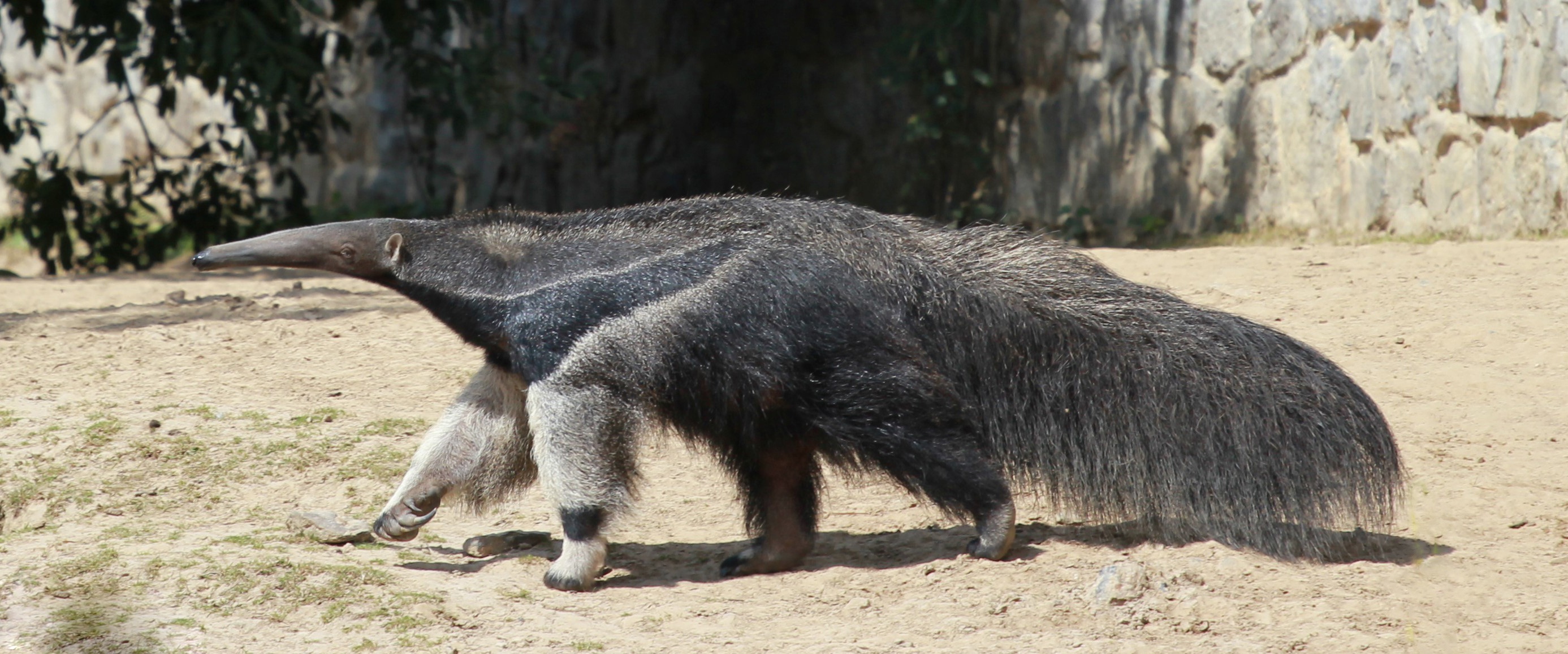 Anteater Sand Only free image download