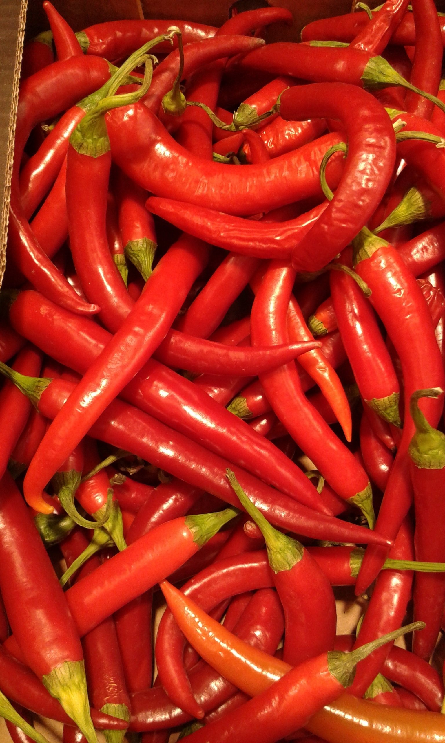 Chili Red free image download