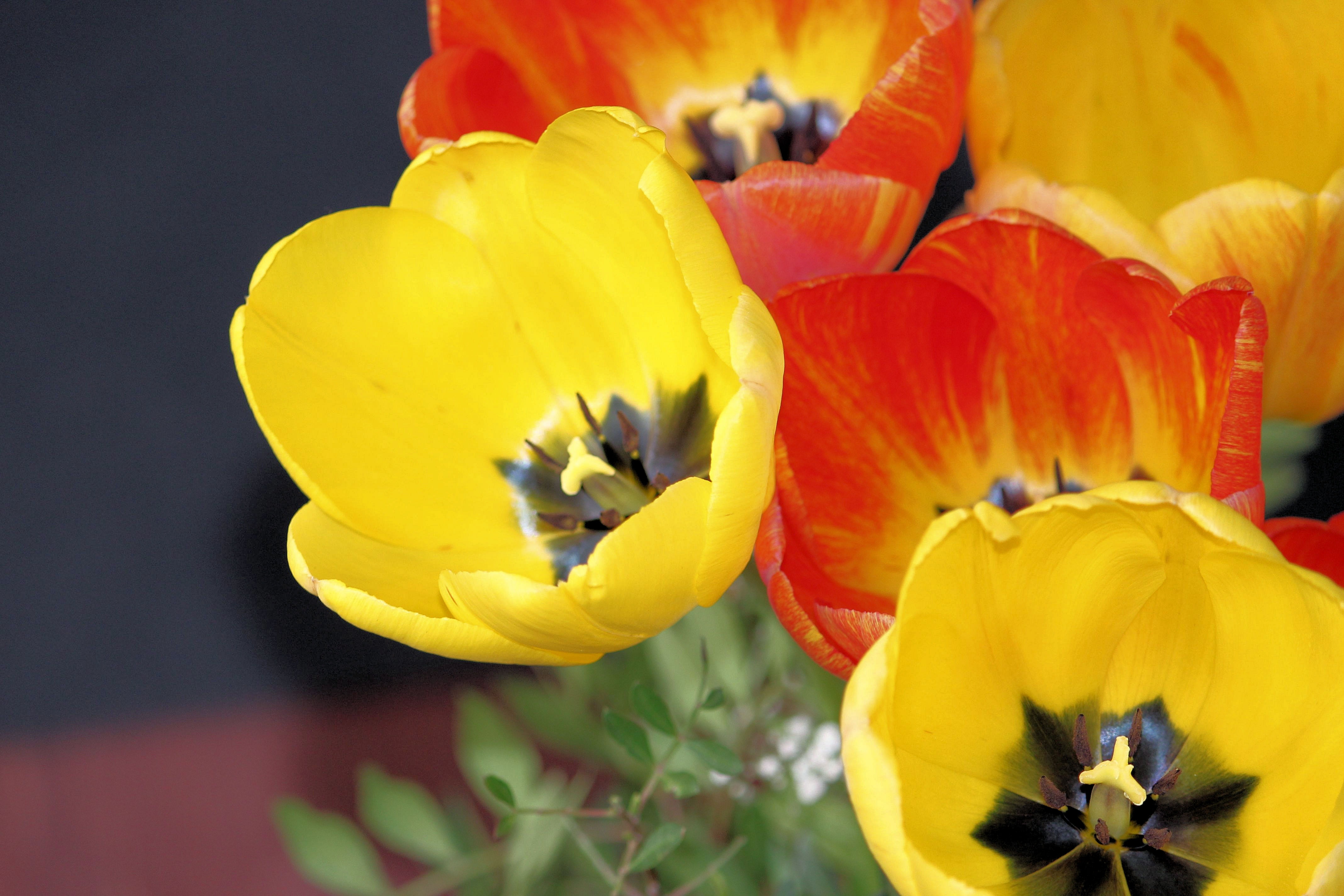 Open tulip buds bouquet free image download