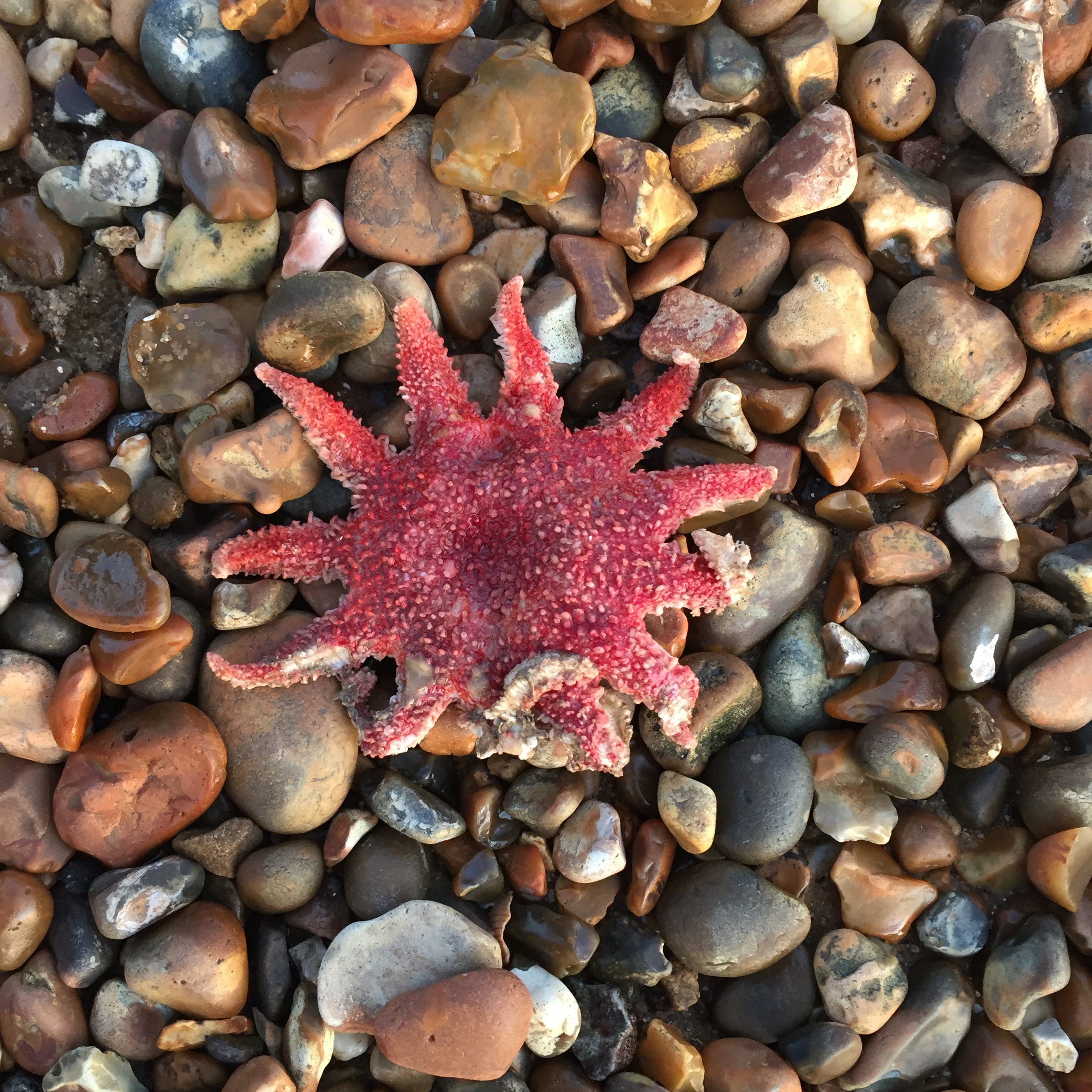 Starfish Pebbles free image download