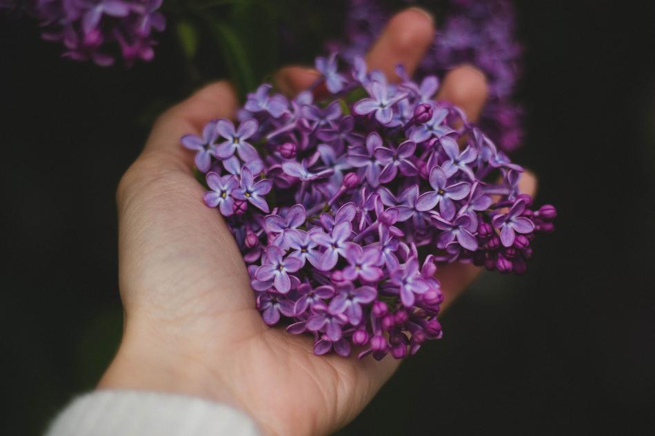 Hand Flowers Violet free image download