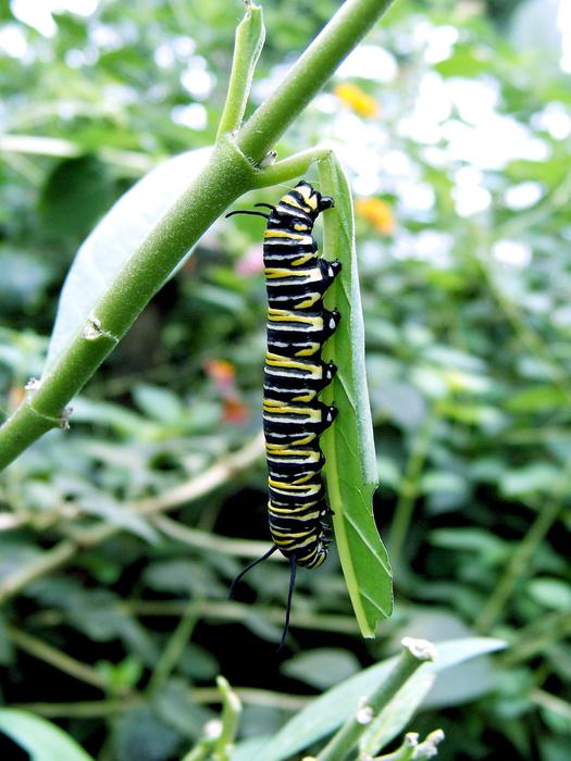 Caterpillar Close Up free image download