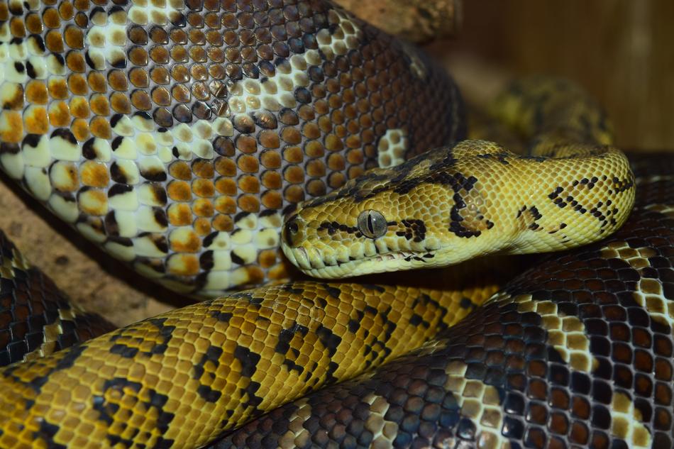 Snake Head Close Up free image download