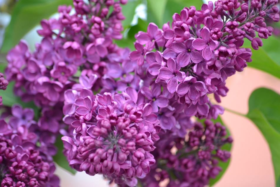 Acid Purple Spring free image download