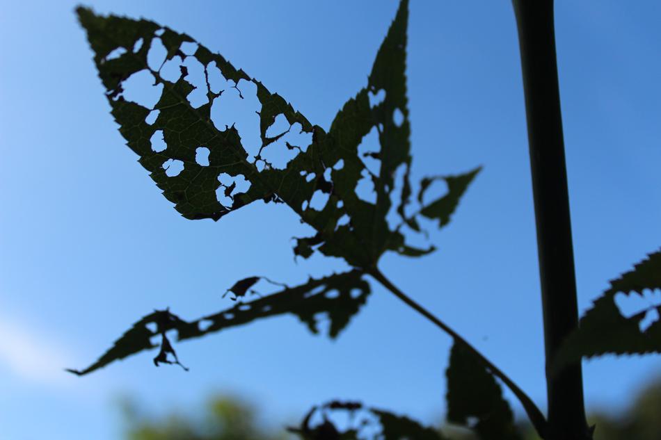 Leaves Perspective free image download